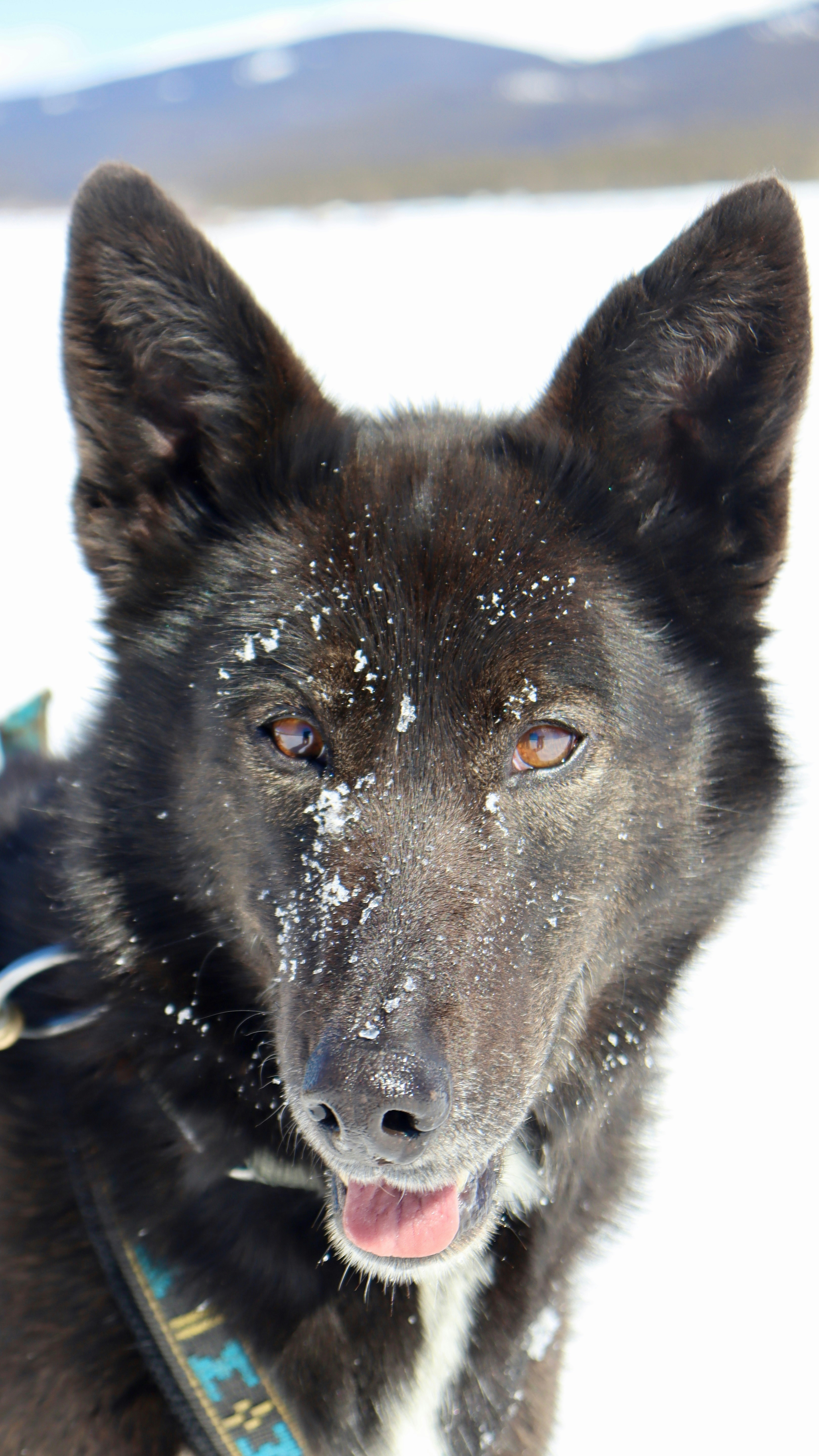 Snowlit Gaze: A Black Shepherd’s Boundless Focus