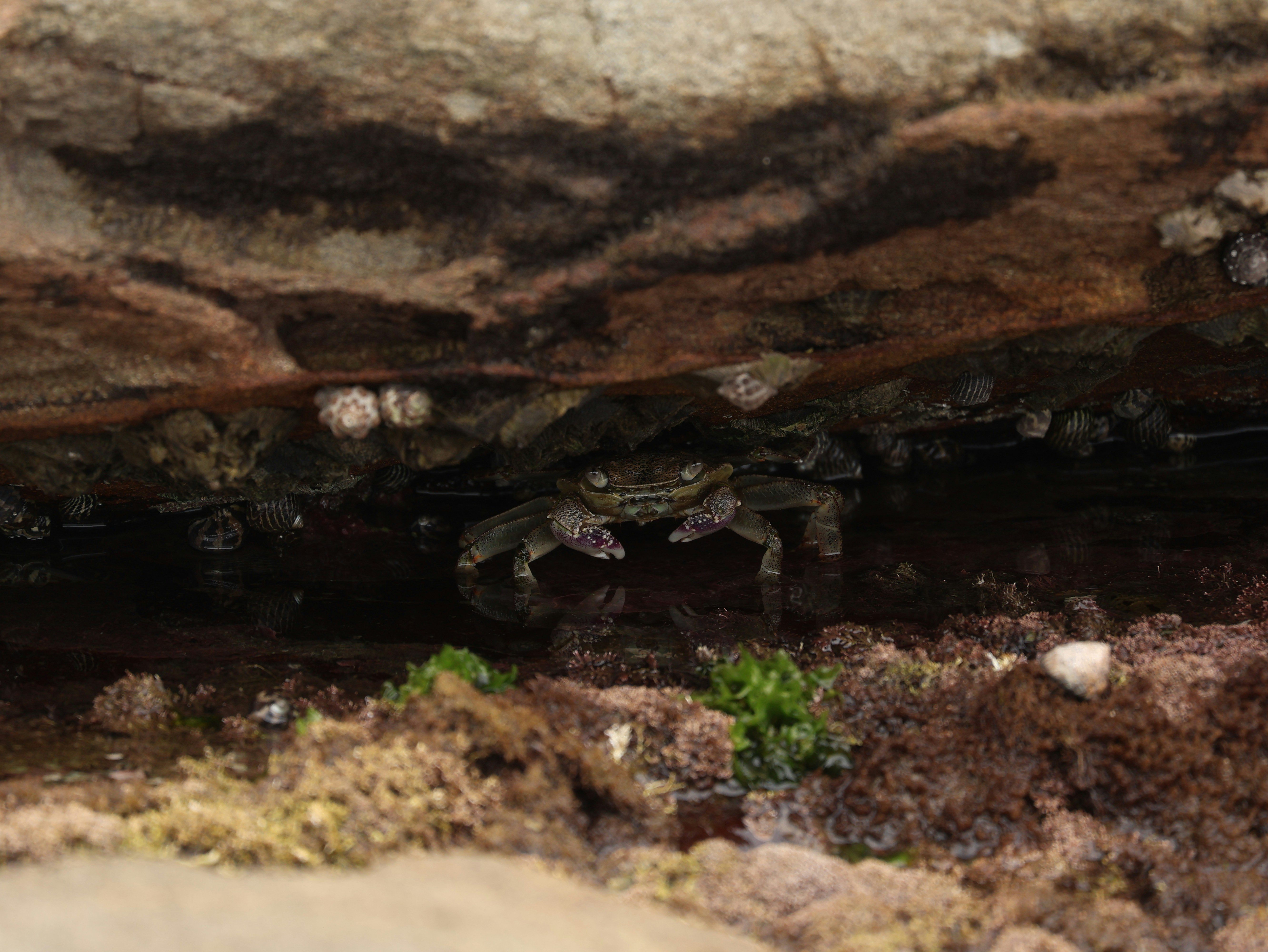 A crab crawling out of the water under a rock photo – Free Rock Image ...
