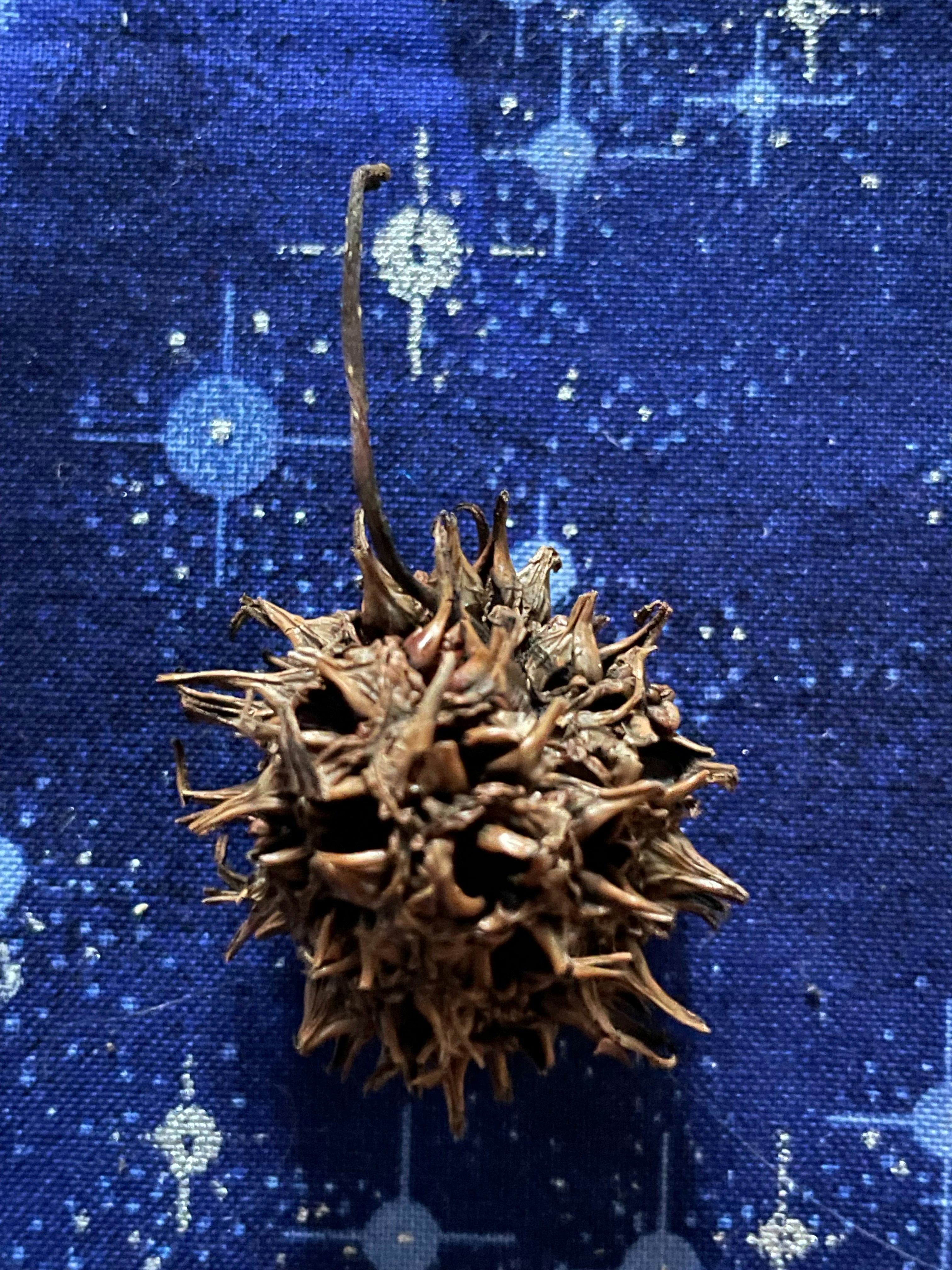 Spiky Seed Pod on Indigo Fabric: A Close-Study in Texture