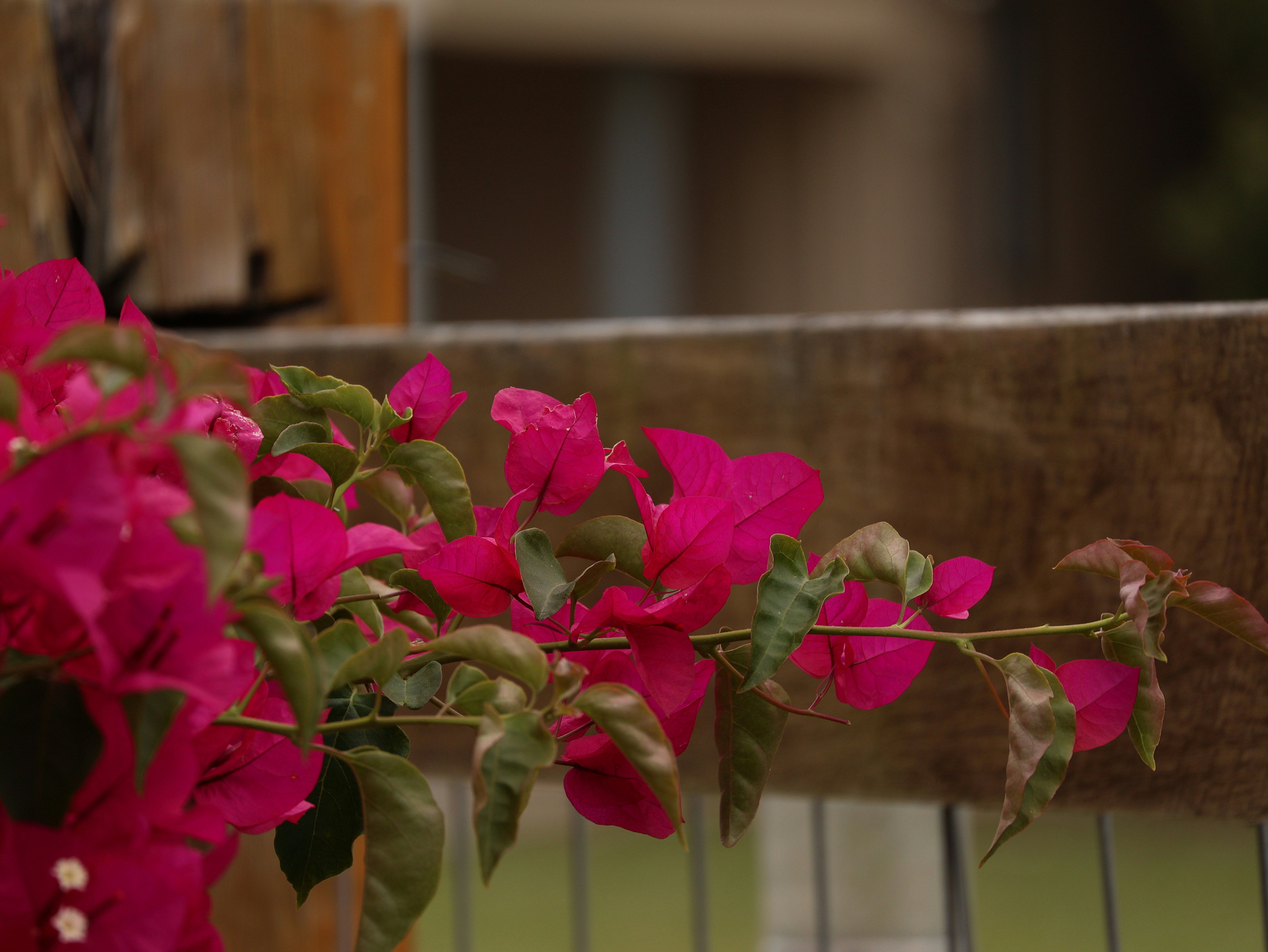Crimson Bougainvillea Framed by Weathered Wood