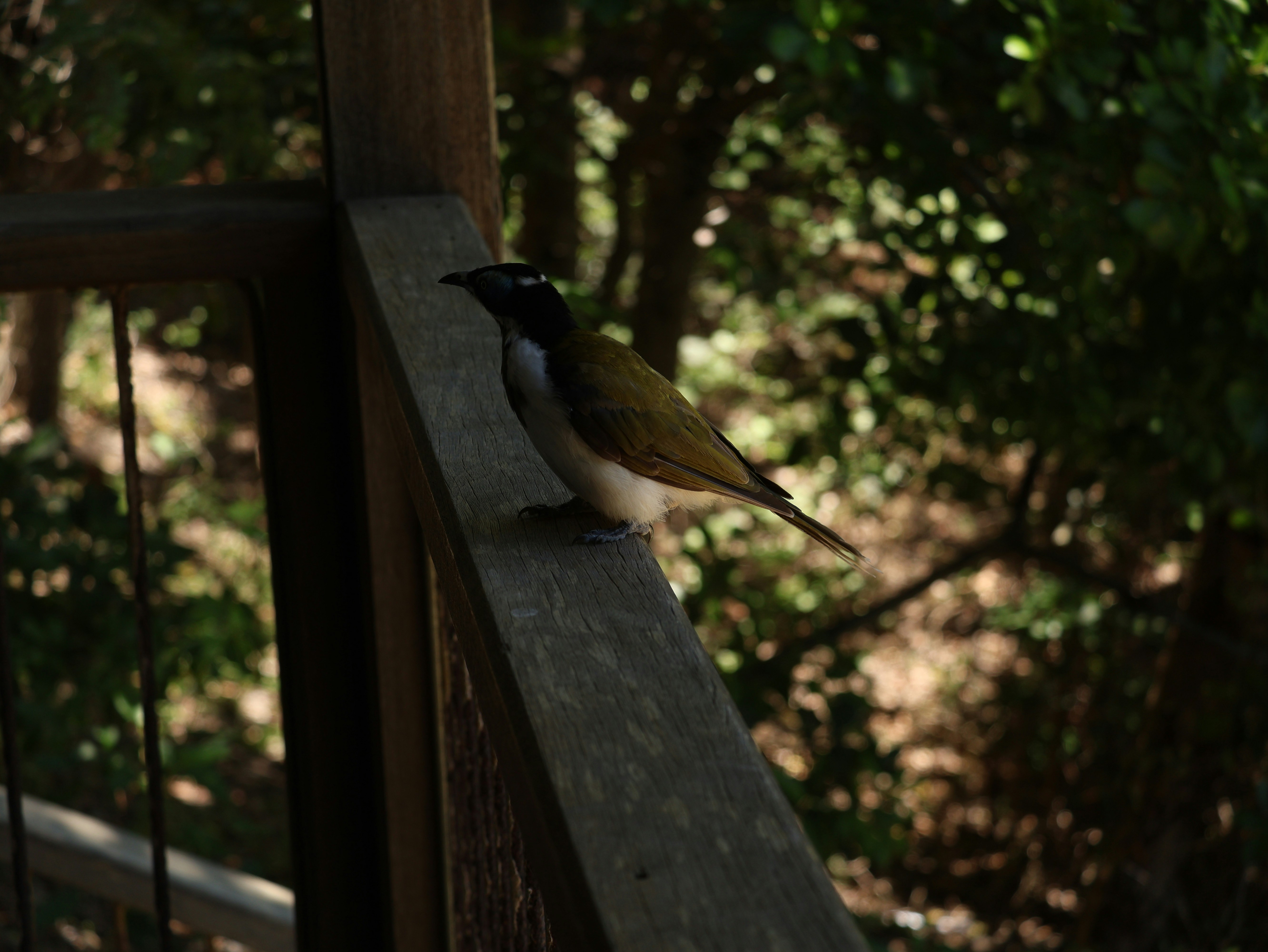 Perched in Quiet Light: a Small Songbird on Weathered Wood