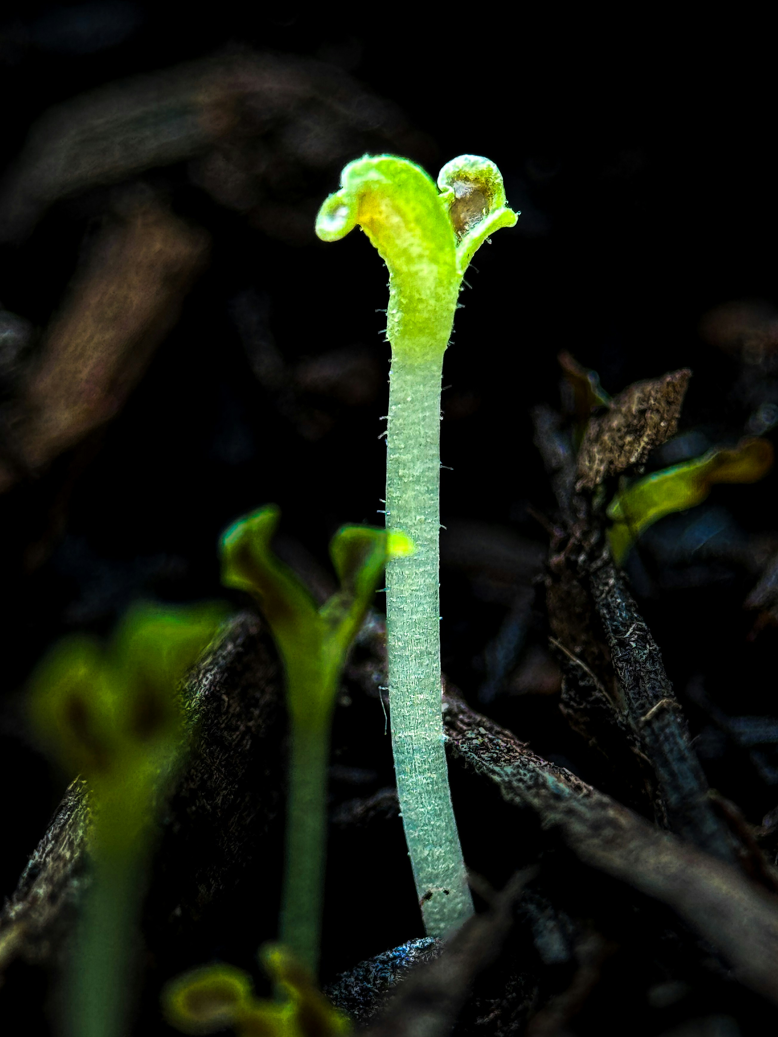 Sprouting baby Chinese cabbage.