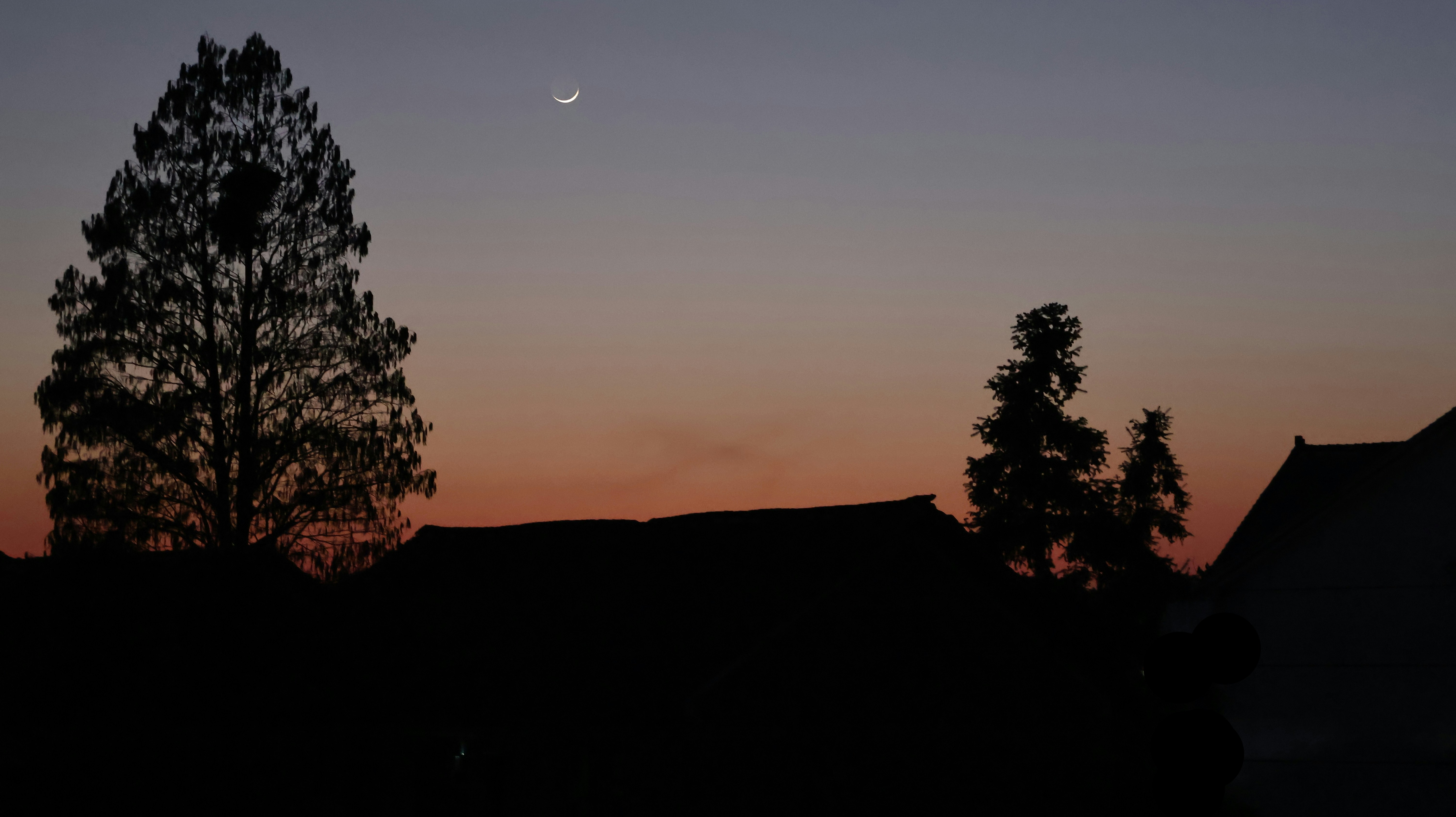 Crescent Moon Over a Quiet Dusk Horizon, Framed by Tree Silhouettes