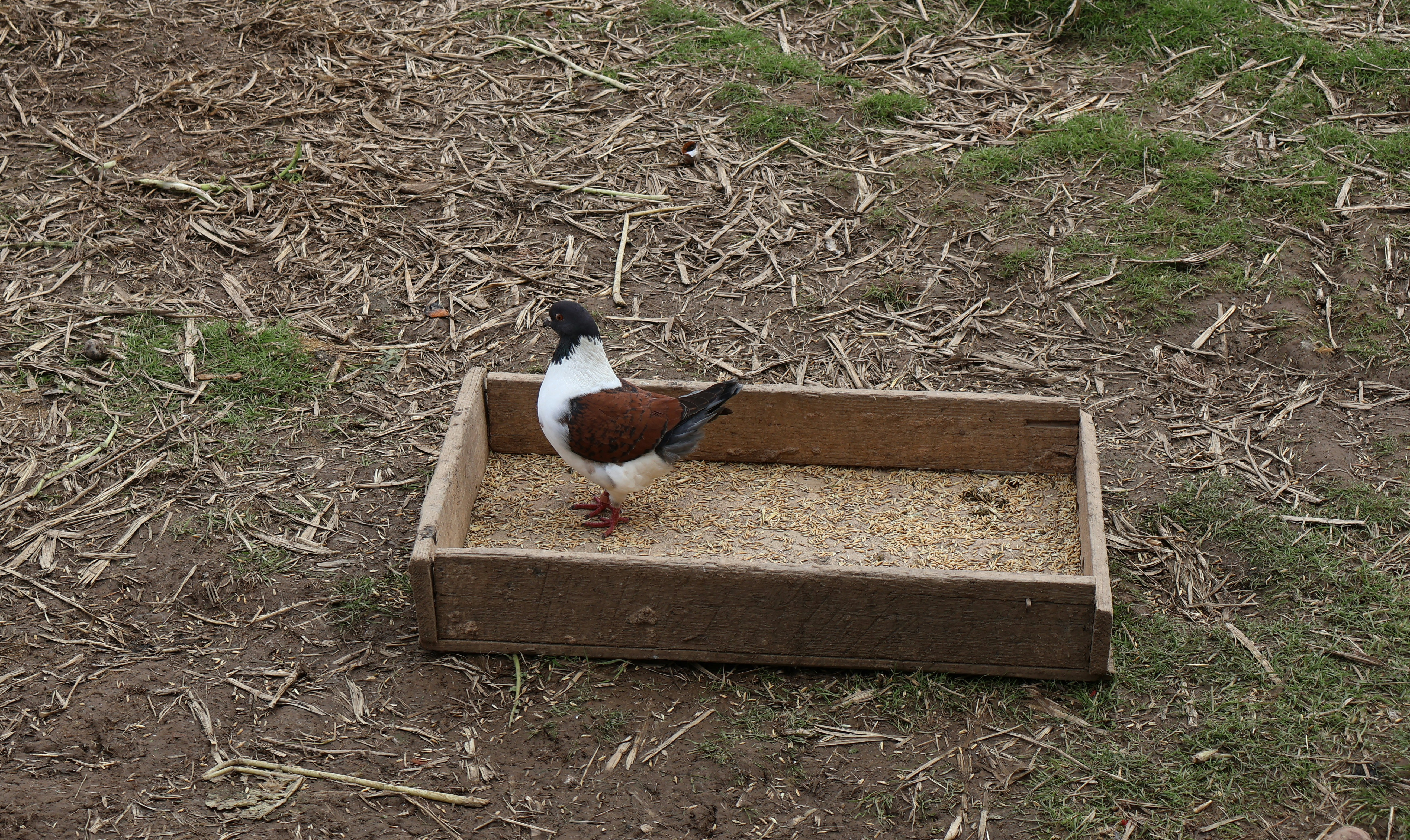 Rust-red-winged Visitor at a Rustic Seed Tray
