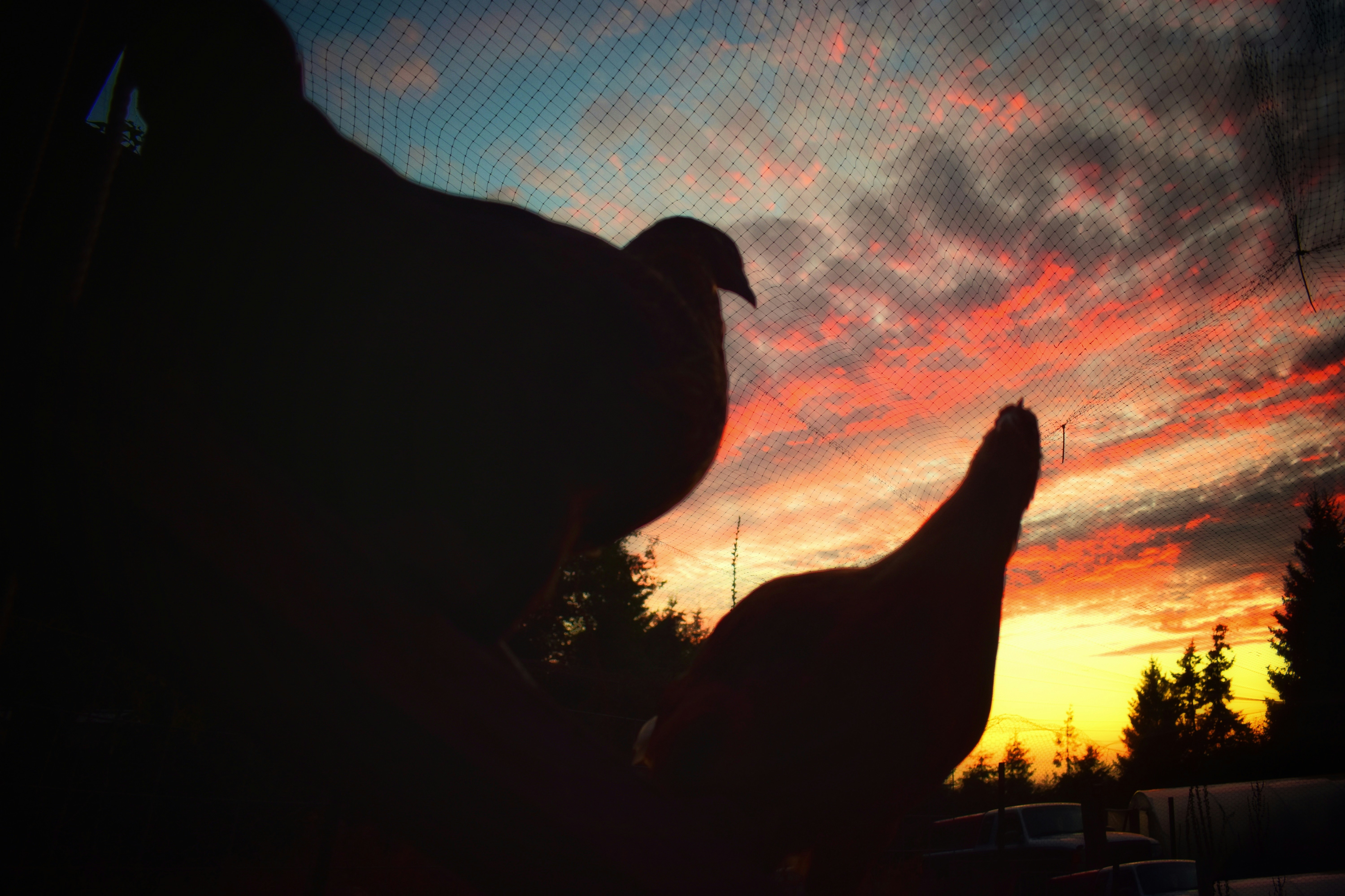 Backlit Silhouettes Framing a Velvet Sunset