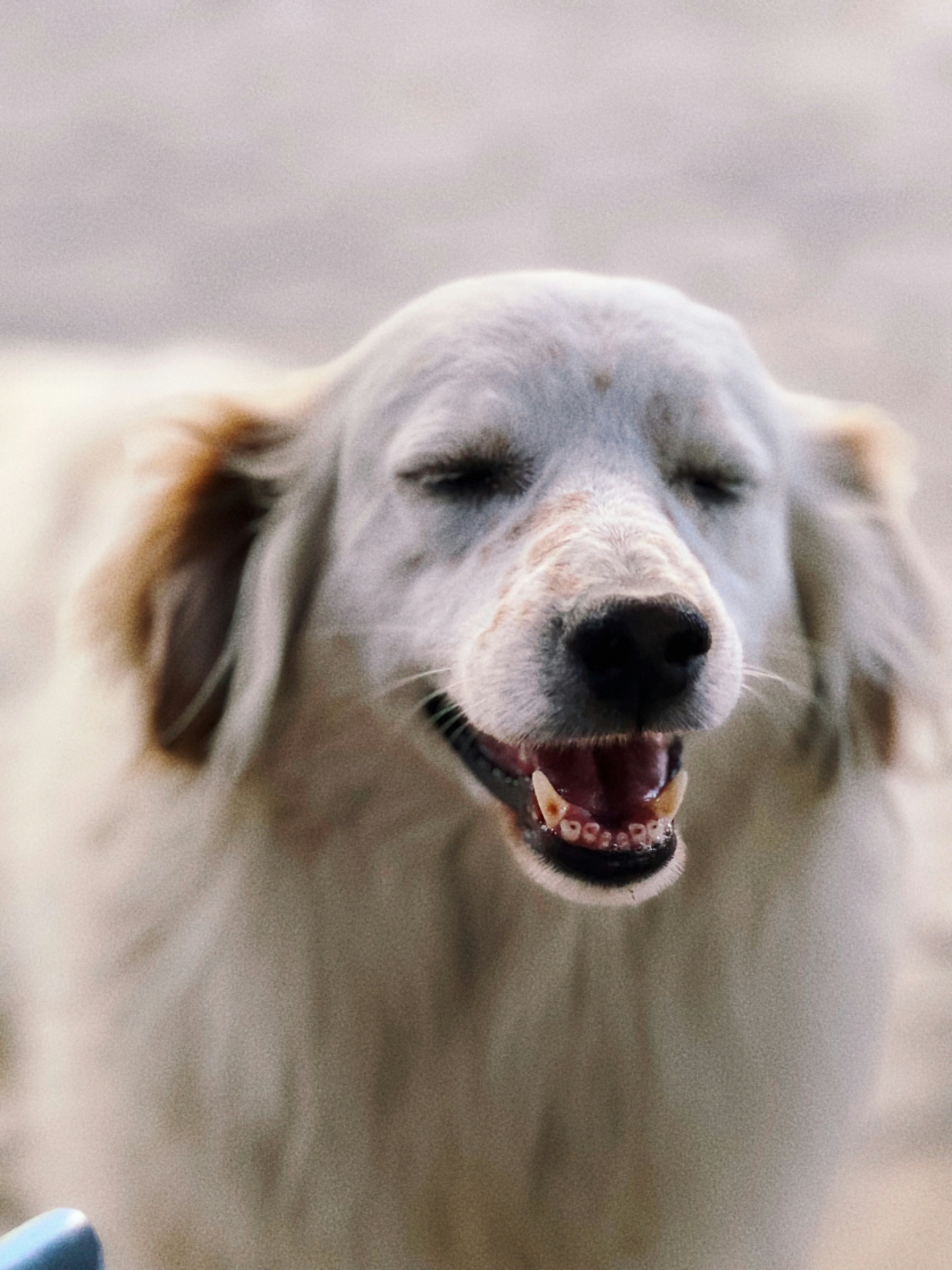 A close up of a dog with its eyes closed photo – Free Mammal Image on ...