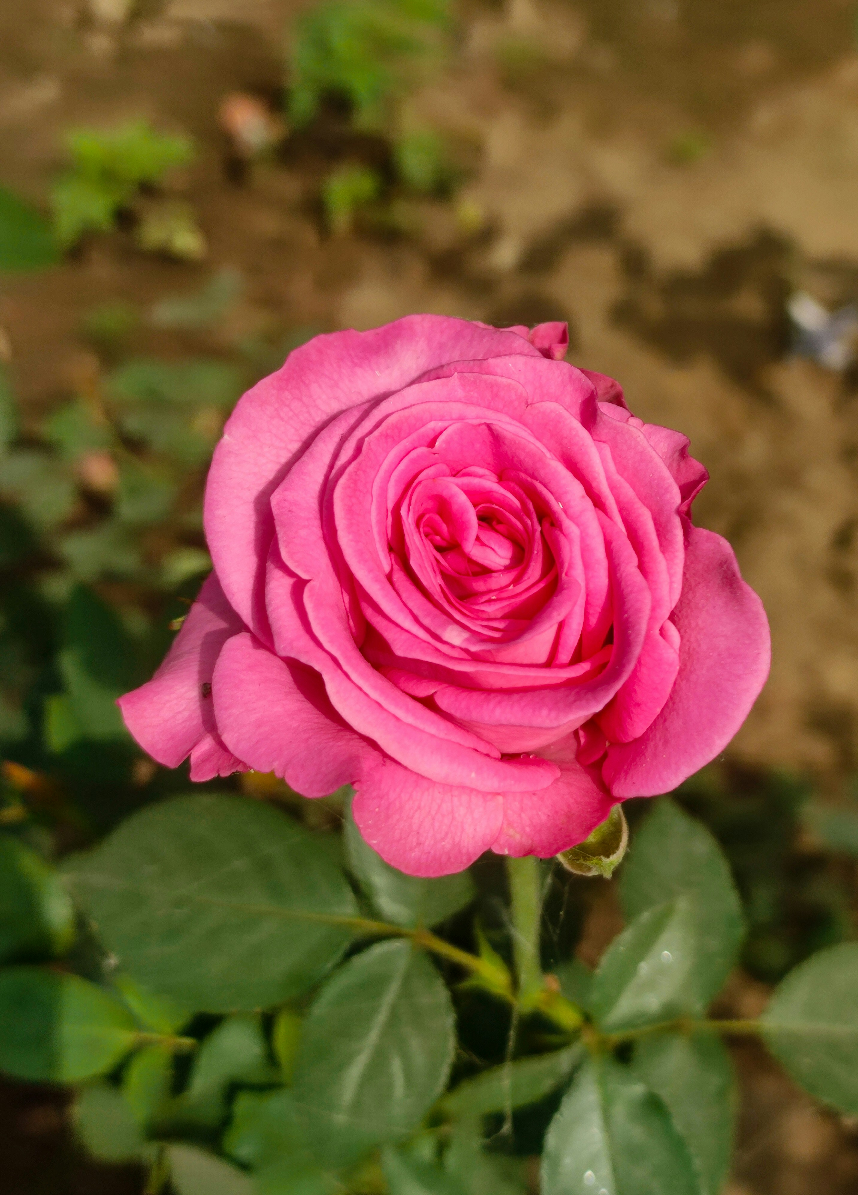 Velvet Pink: Close-Up Rose in Quiet Focus