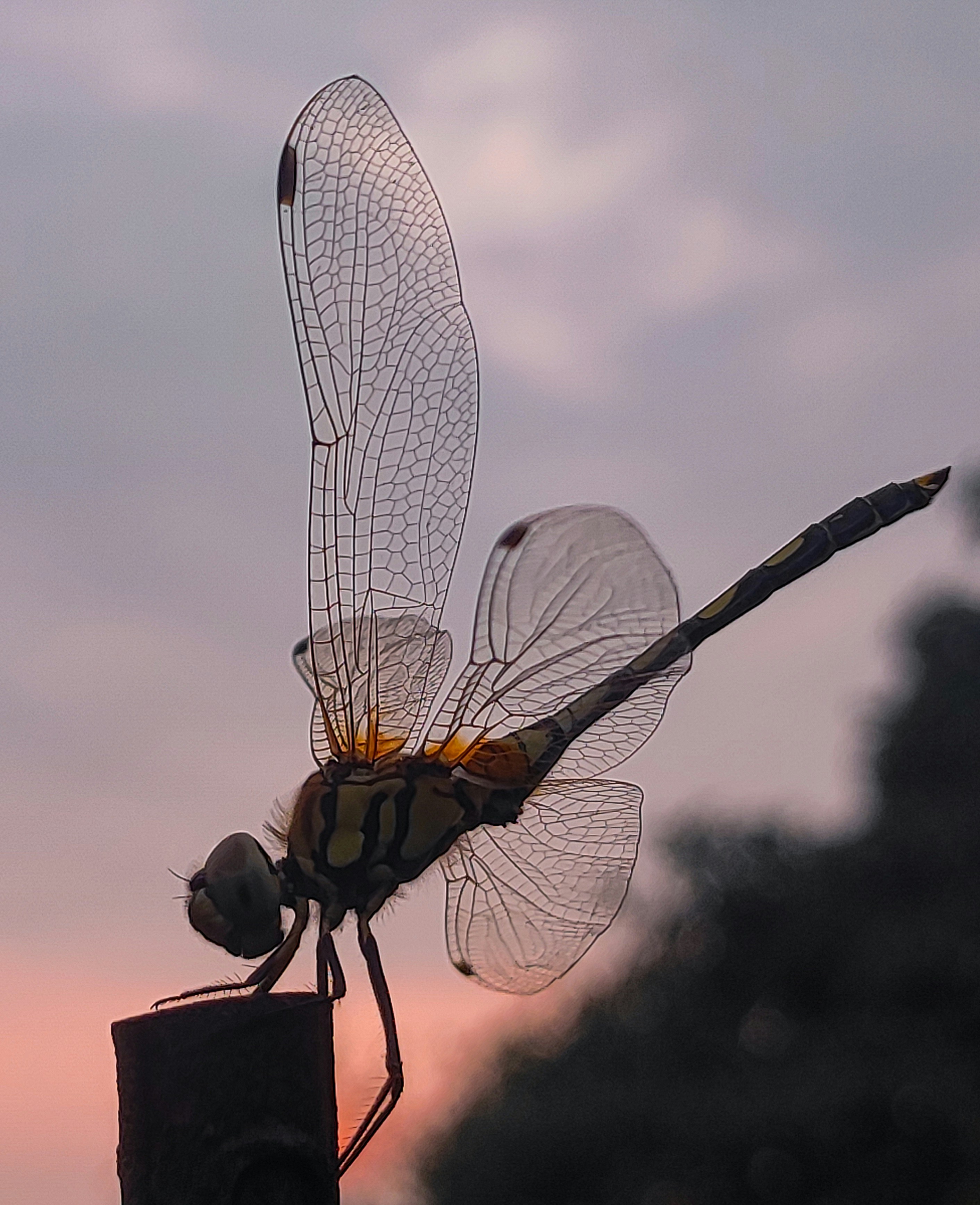 Photo by Shyamli Kashyap with Redmi Note 10 Pro