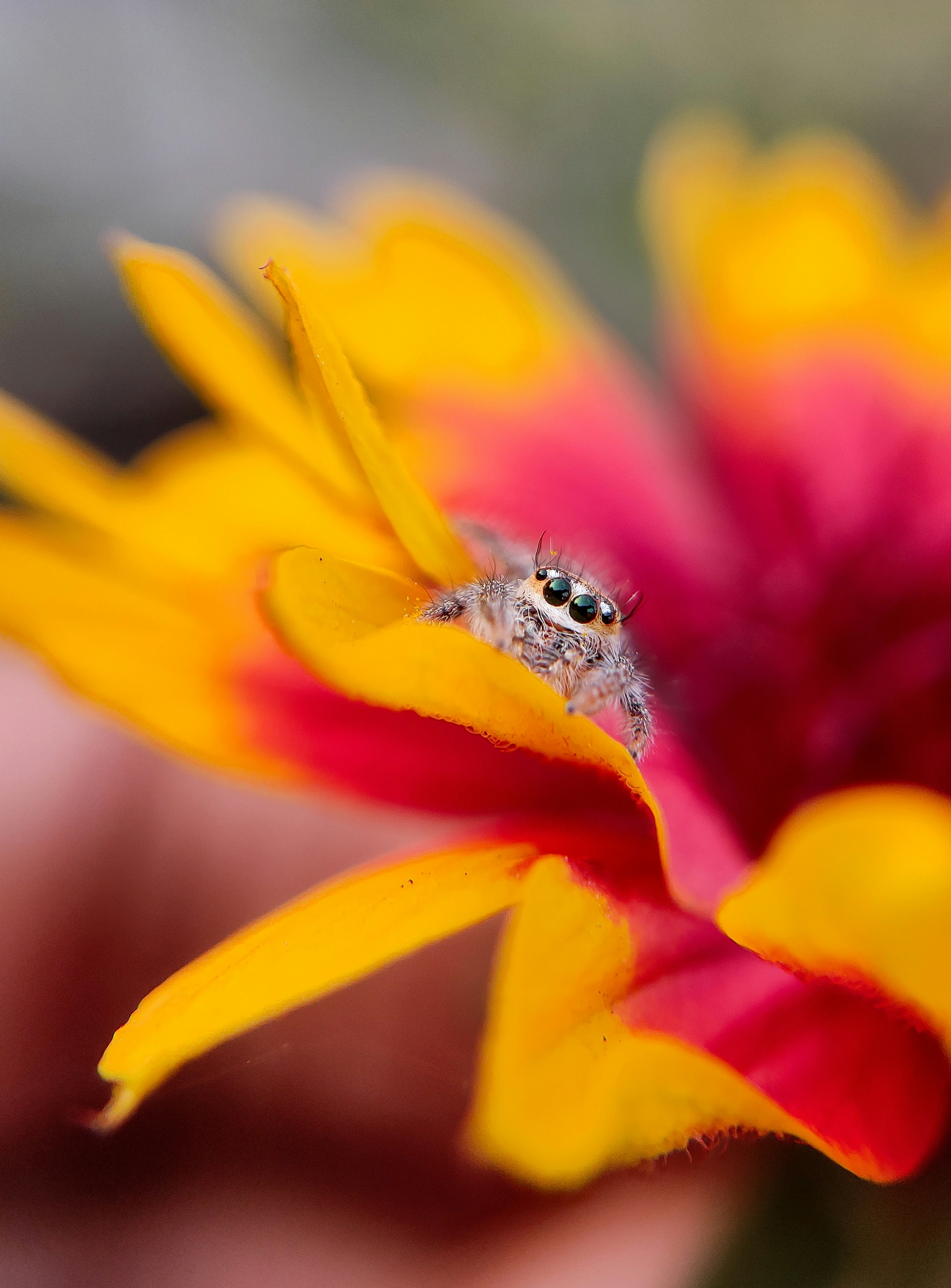 a small insect sitting on top of a yellow and red flower