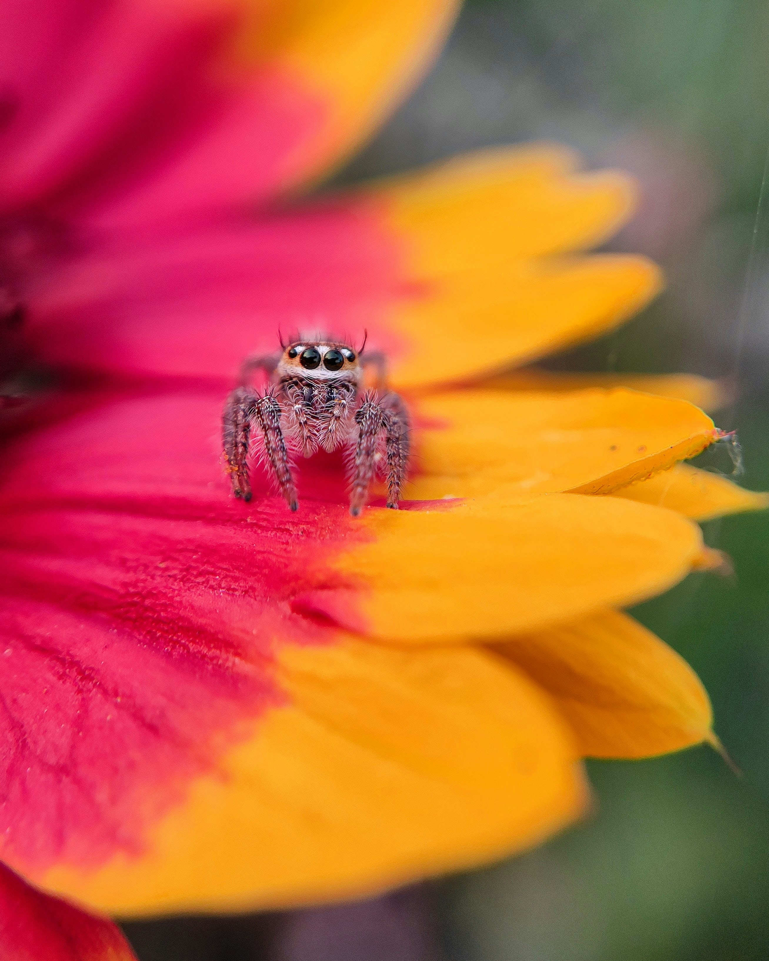 A close up of a spider on a flower photo – Free Bilaspur Image on Unsplash