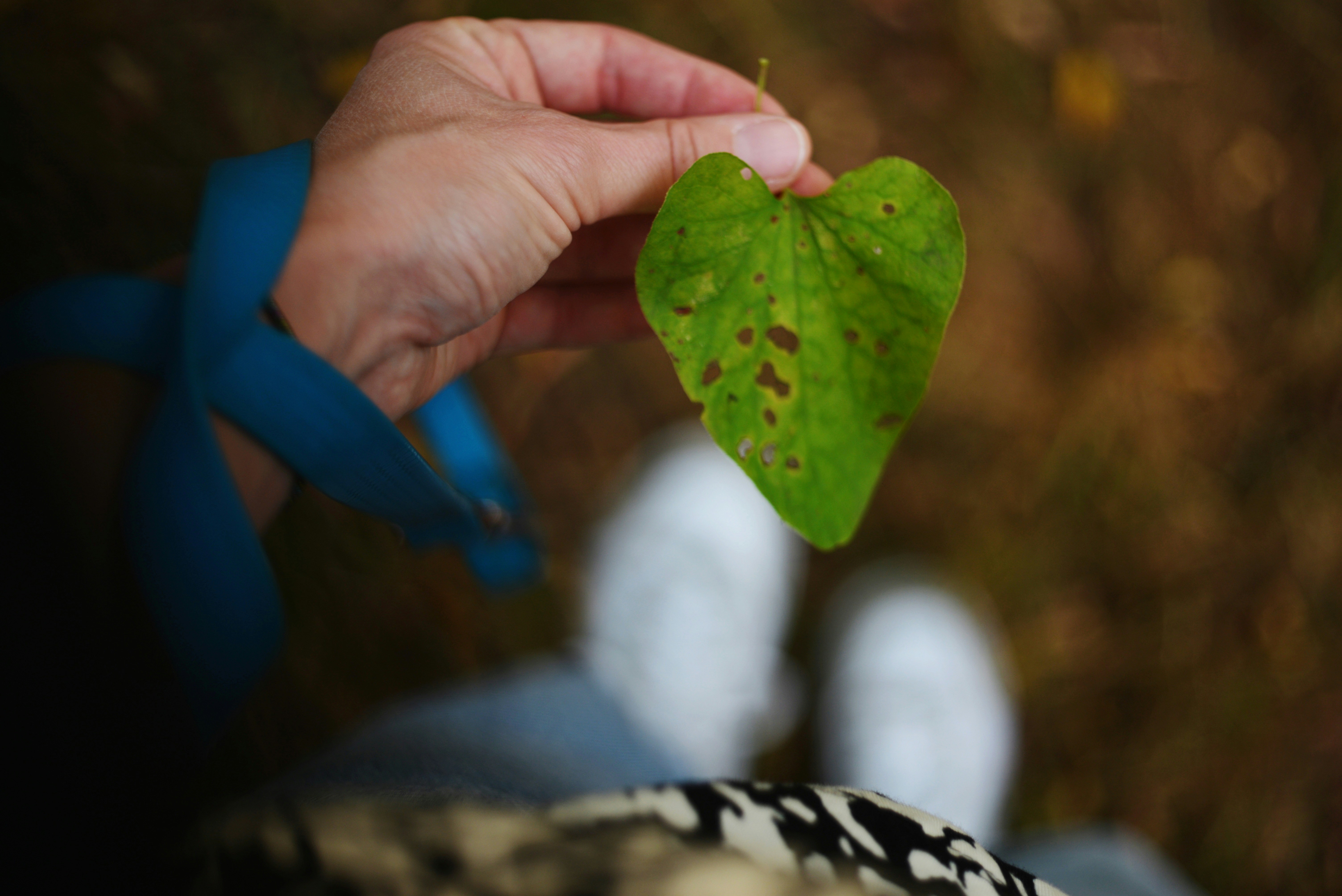 Leaf Portrait: A Hand-Held Heart in Focus