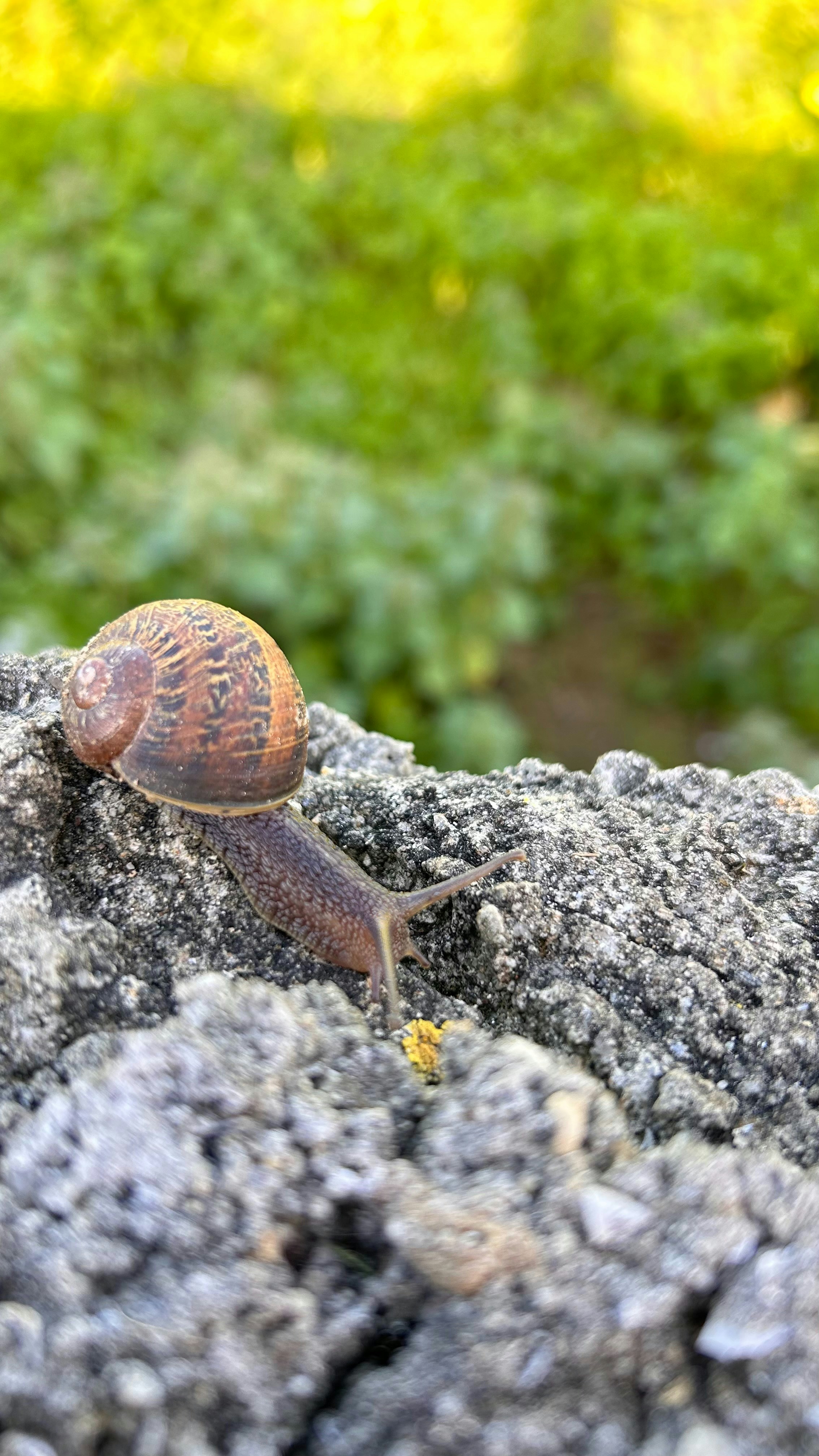 A Slow Climb: Snail Traverses a Weathered Rock