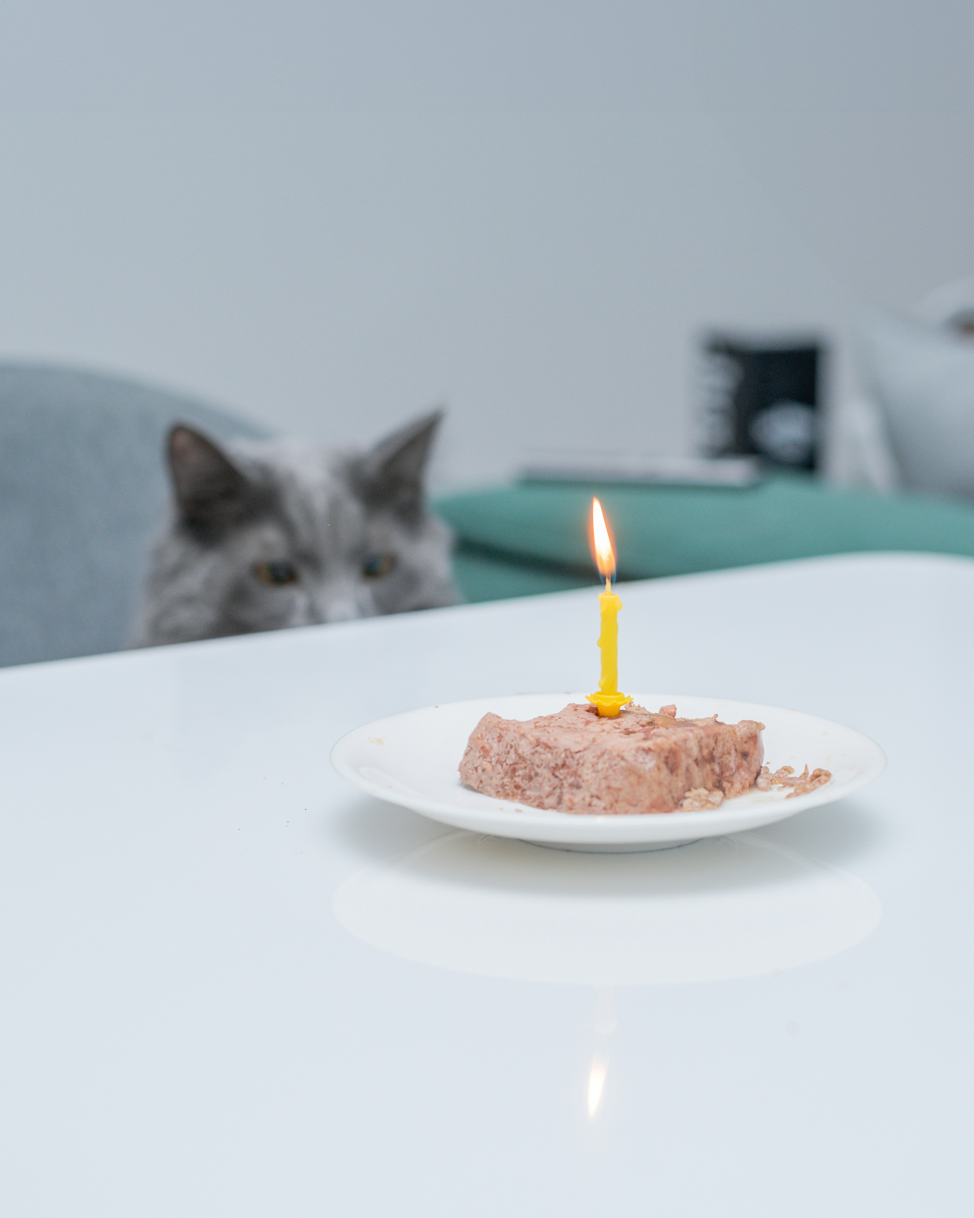 Candlelit Cake and a Curious Observer: Quiet Dinner Moment