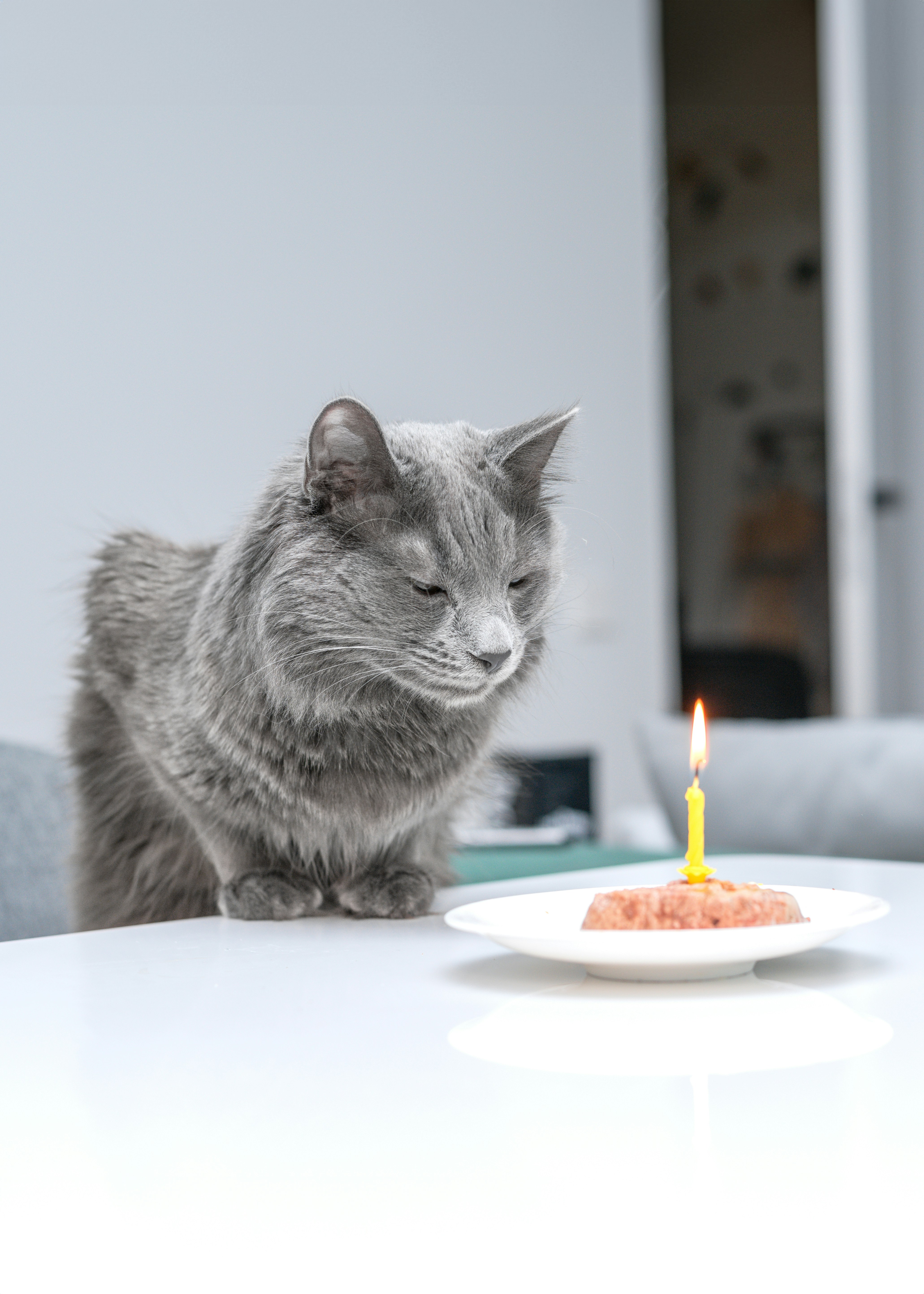 Quiet Birthday Moment: Gray Cat and a Candle on a White Table