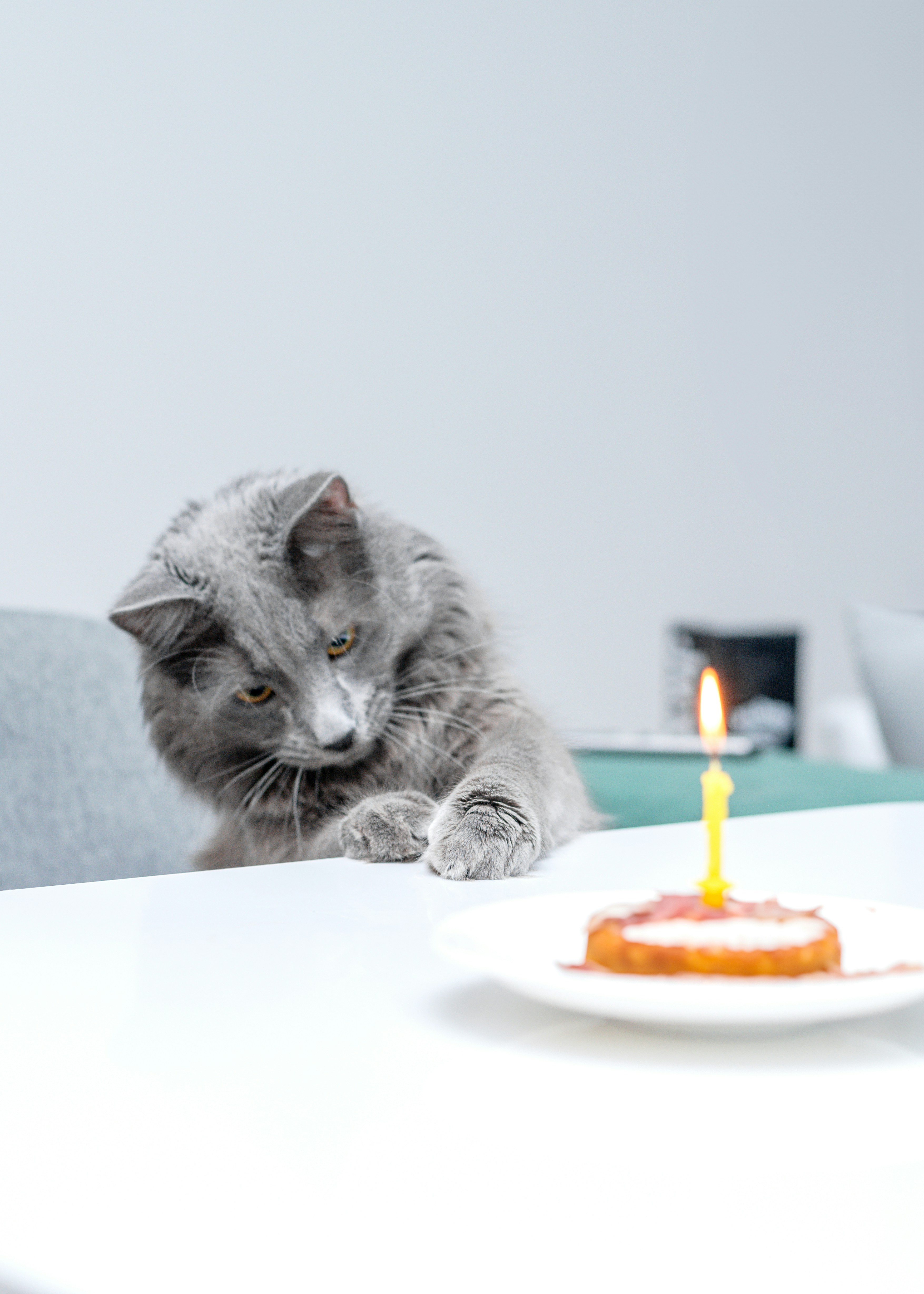 Grey Cat at Cake-Cside: A Quiet Moment with a Birthday Flame