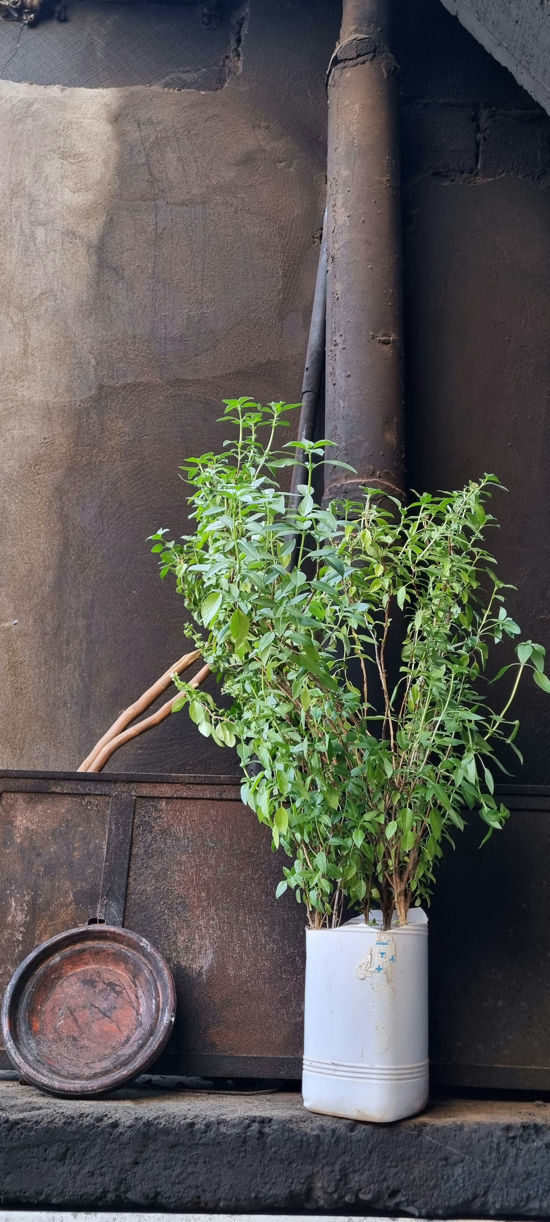 Green in the Rust: A Potted Plant Amid Rusted Walls and Pipework