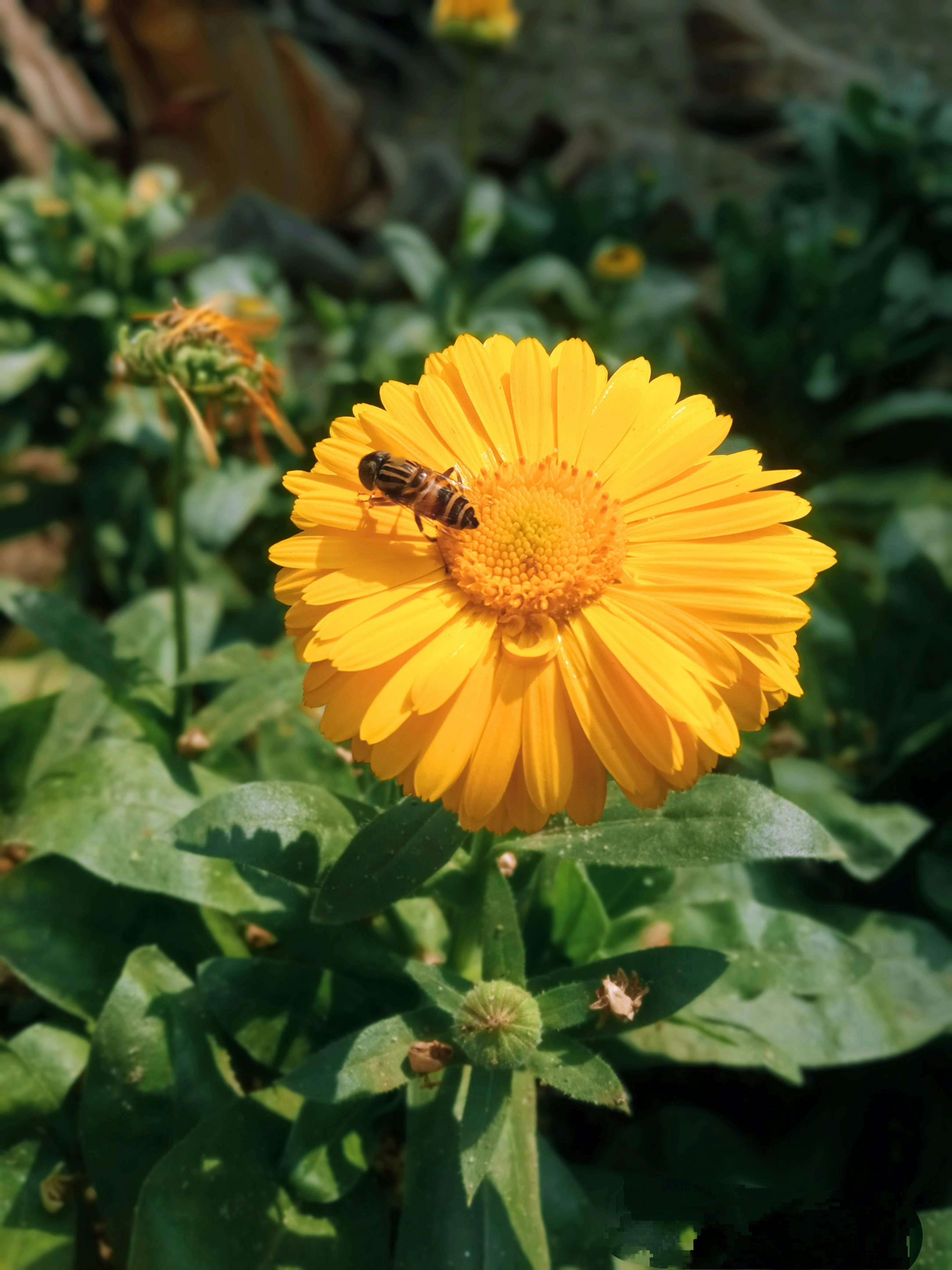 Bee perched on a vibrant calendula bloom bathed in bright sunlight, with a lush green background.