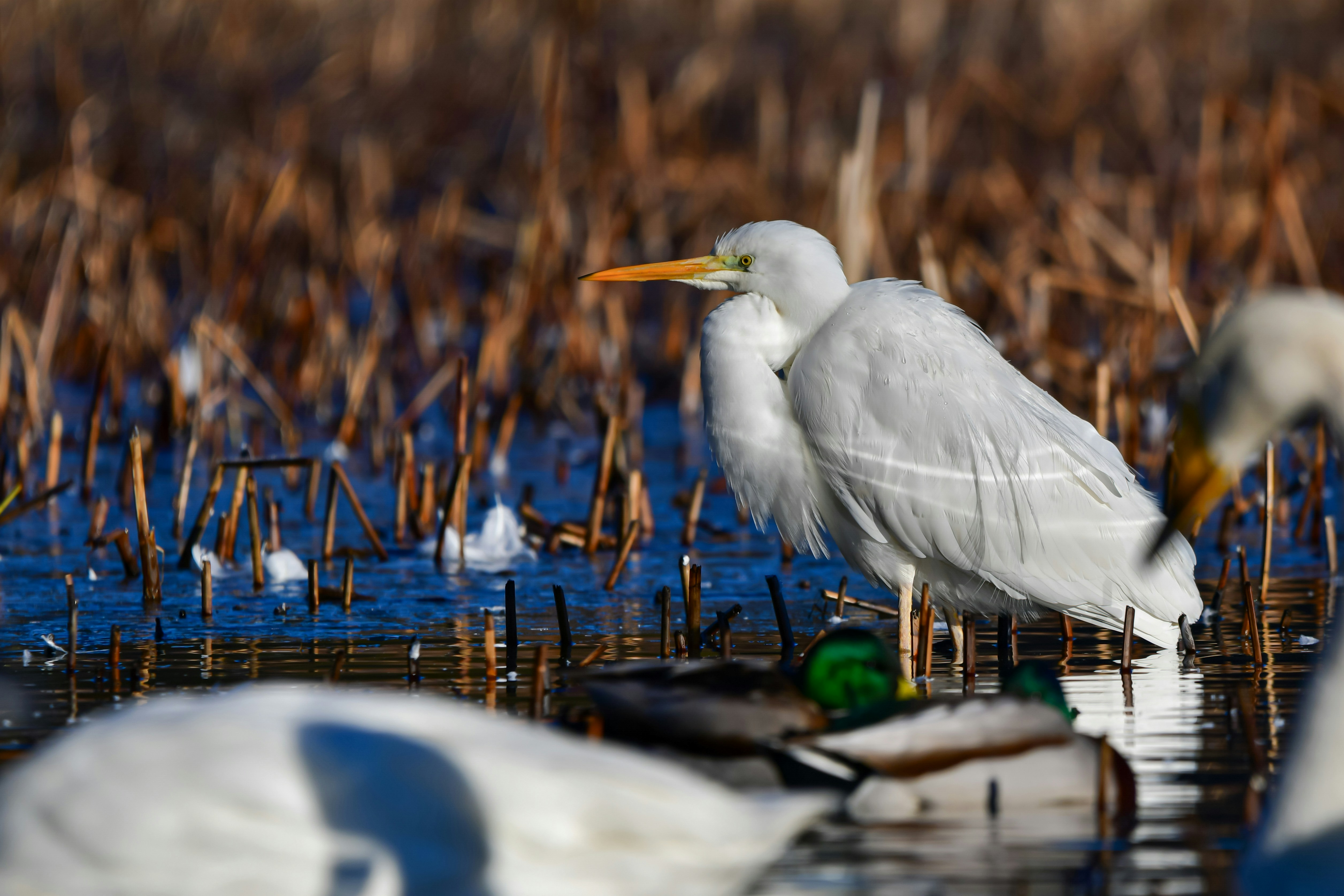 Azure Marsh Sentinel: A White Heron Amid Reeds and Ripples
