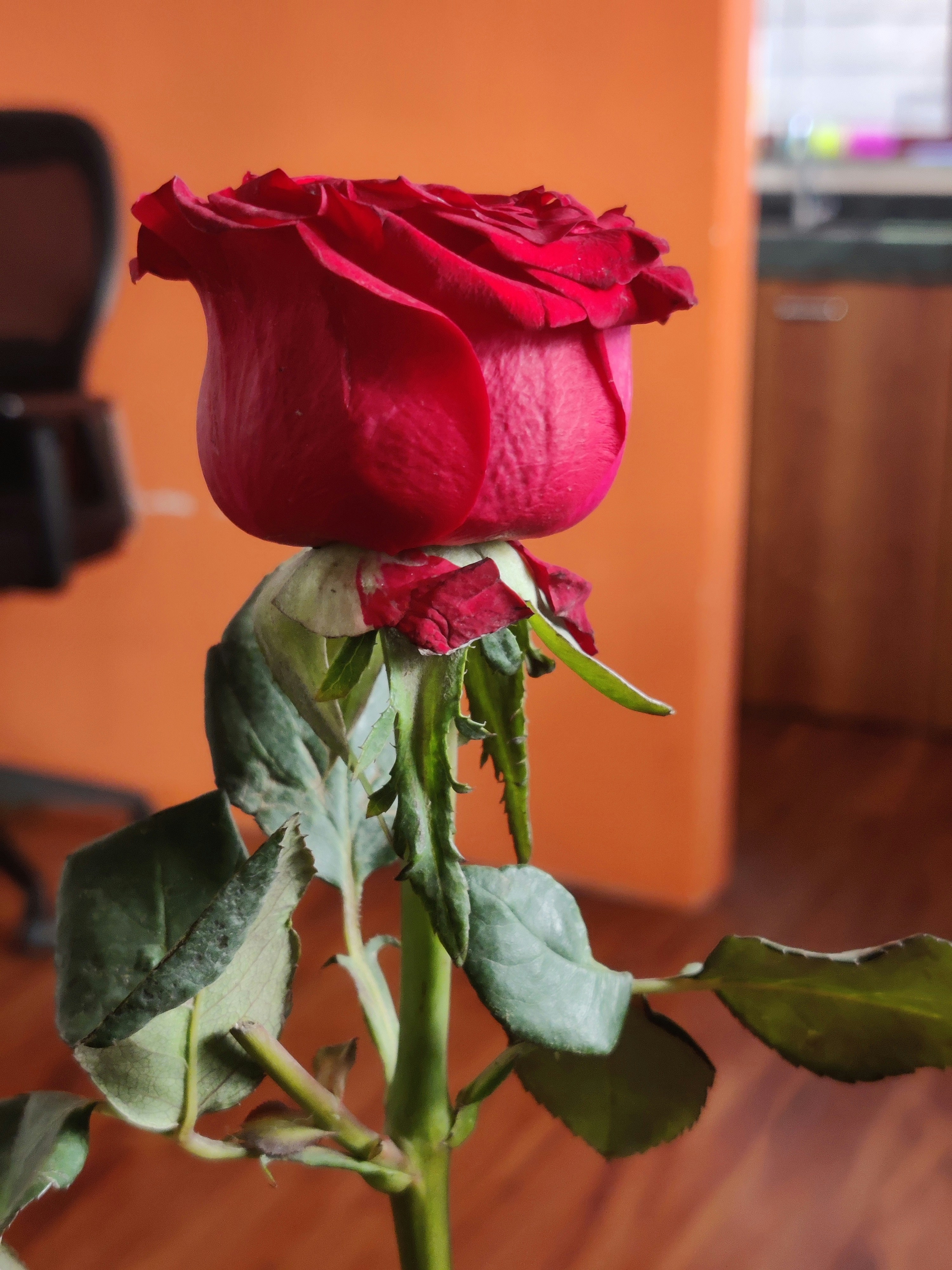 The Elegance of Nature's Red Jewel