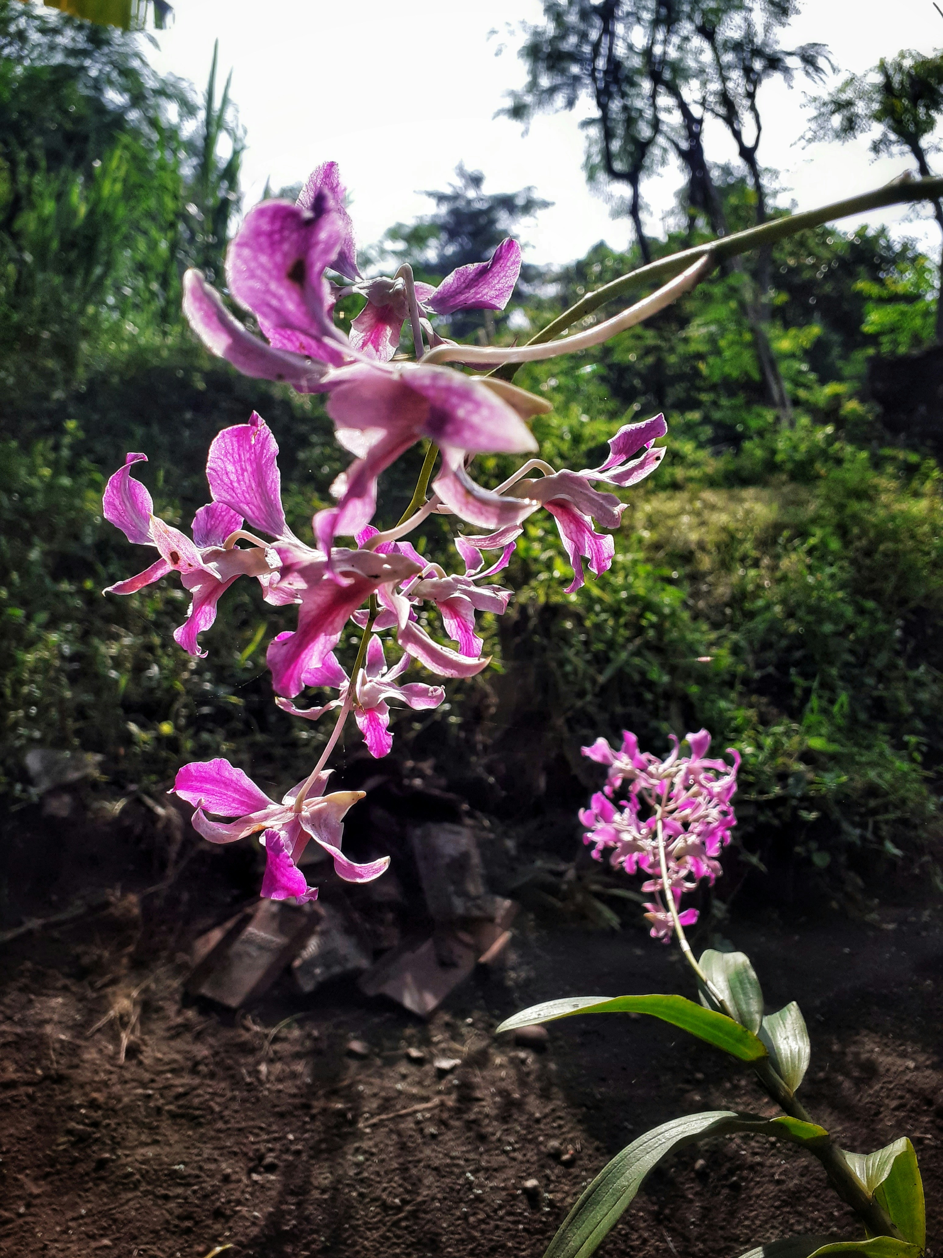 Pink Orchid in the Sun: A Close-Up Study of Delicate Petals Against a Verdant Backdrop