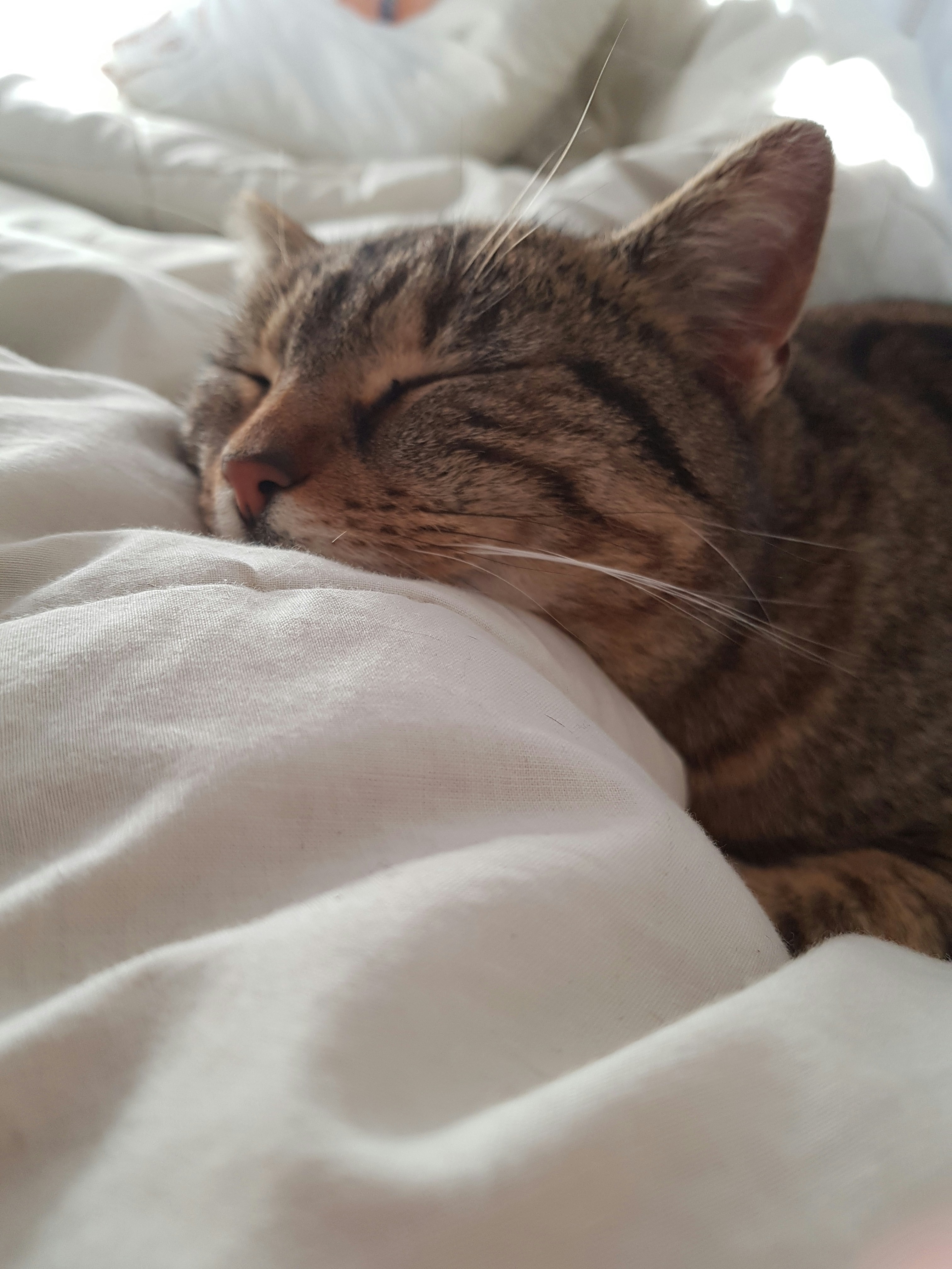 Midnight Purr: A Quiet Nap on Satin Sheets