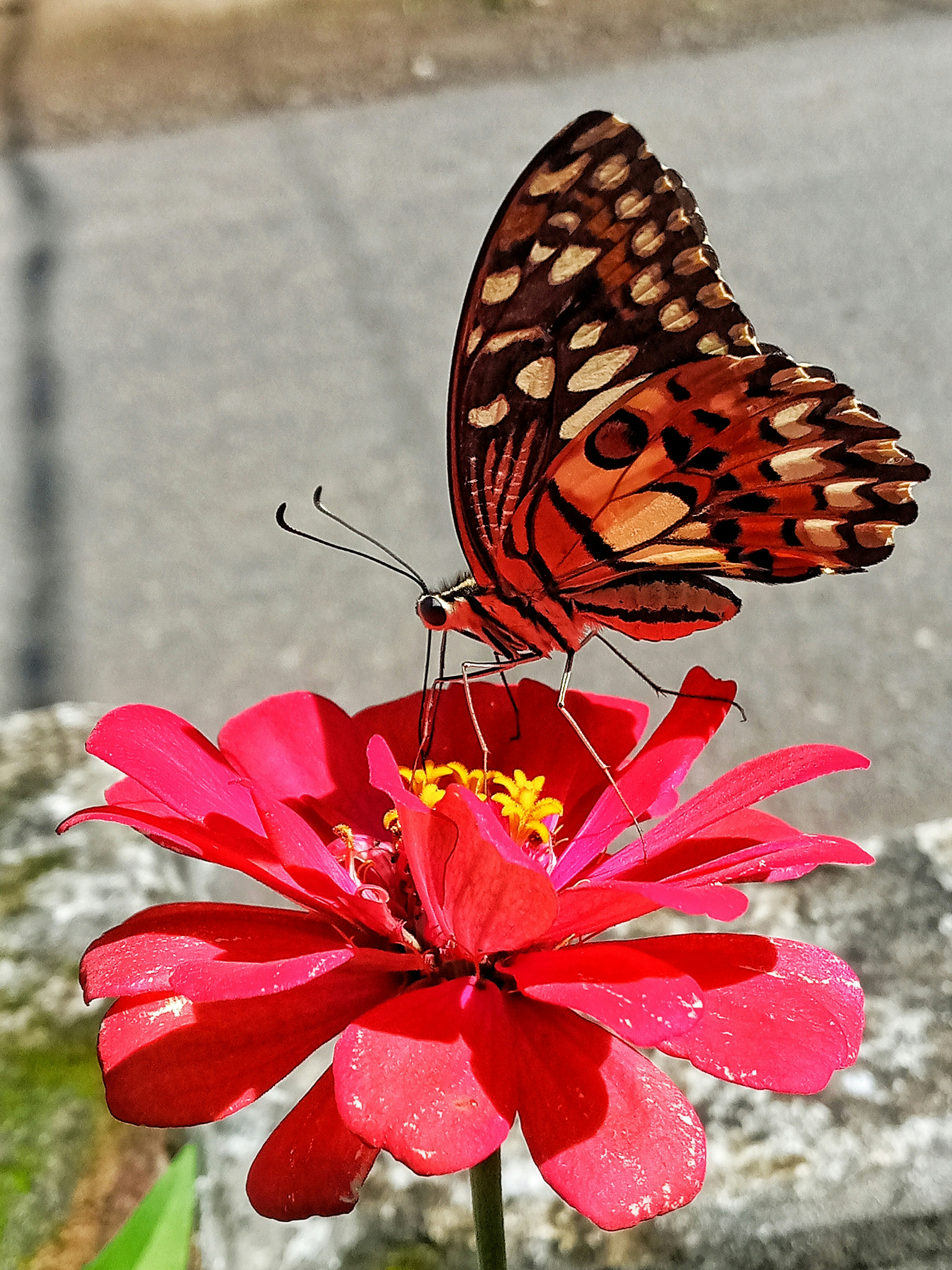 Painted Lady butterfly perched on a vivid red zinnia, highlighting intricate wing patterns and bold petal textures in daylight.