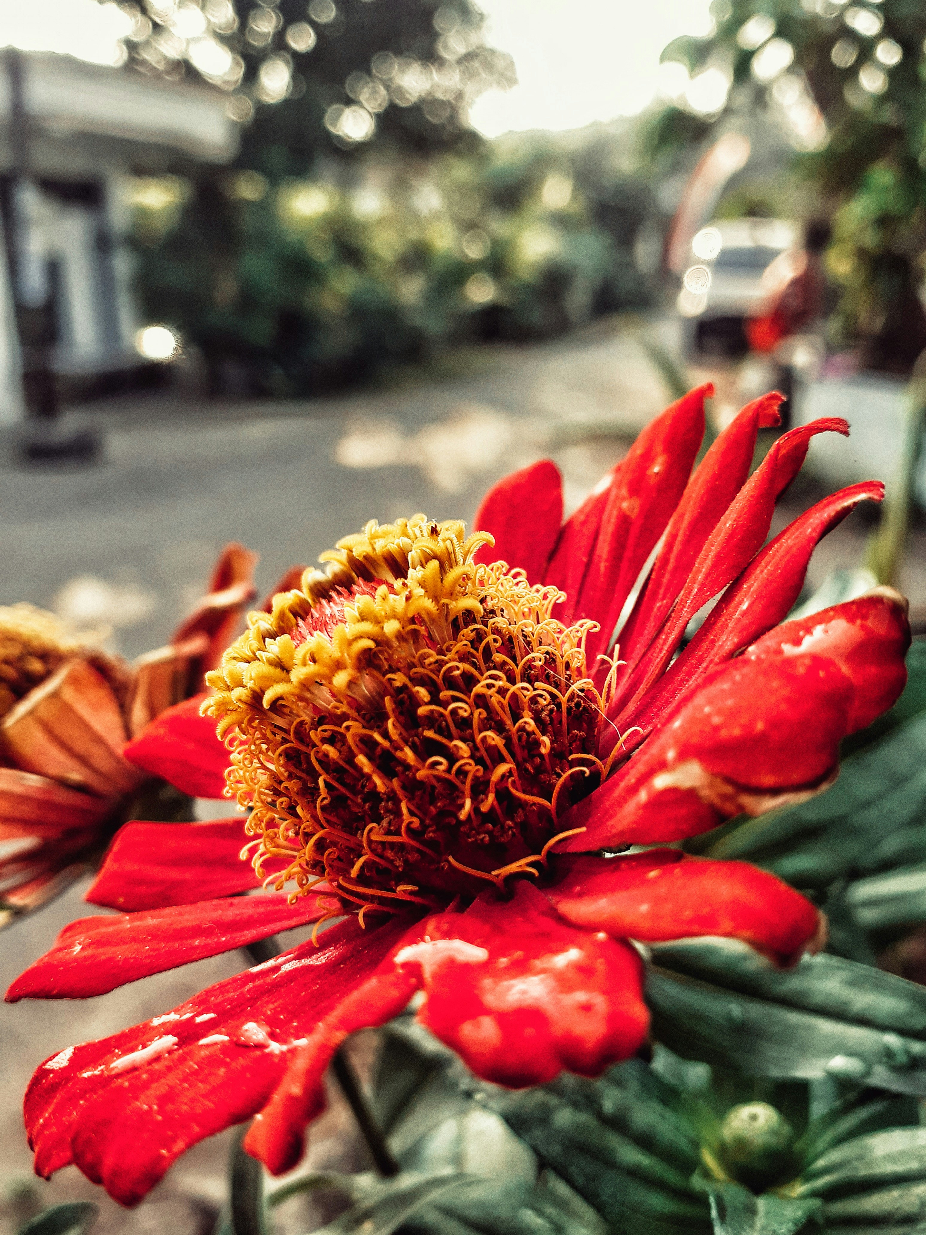 Crimson Bloom: A Red Gossamer Flower in Sharp Focus