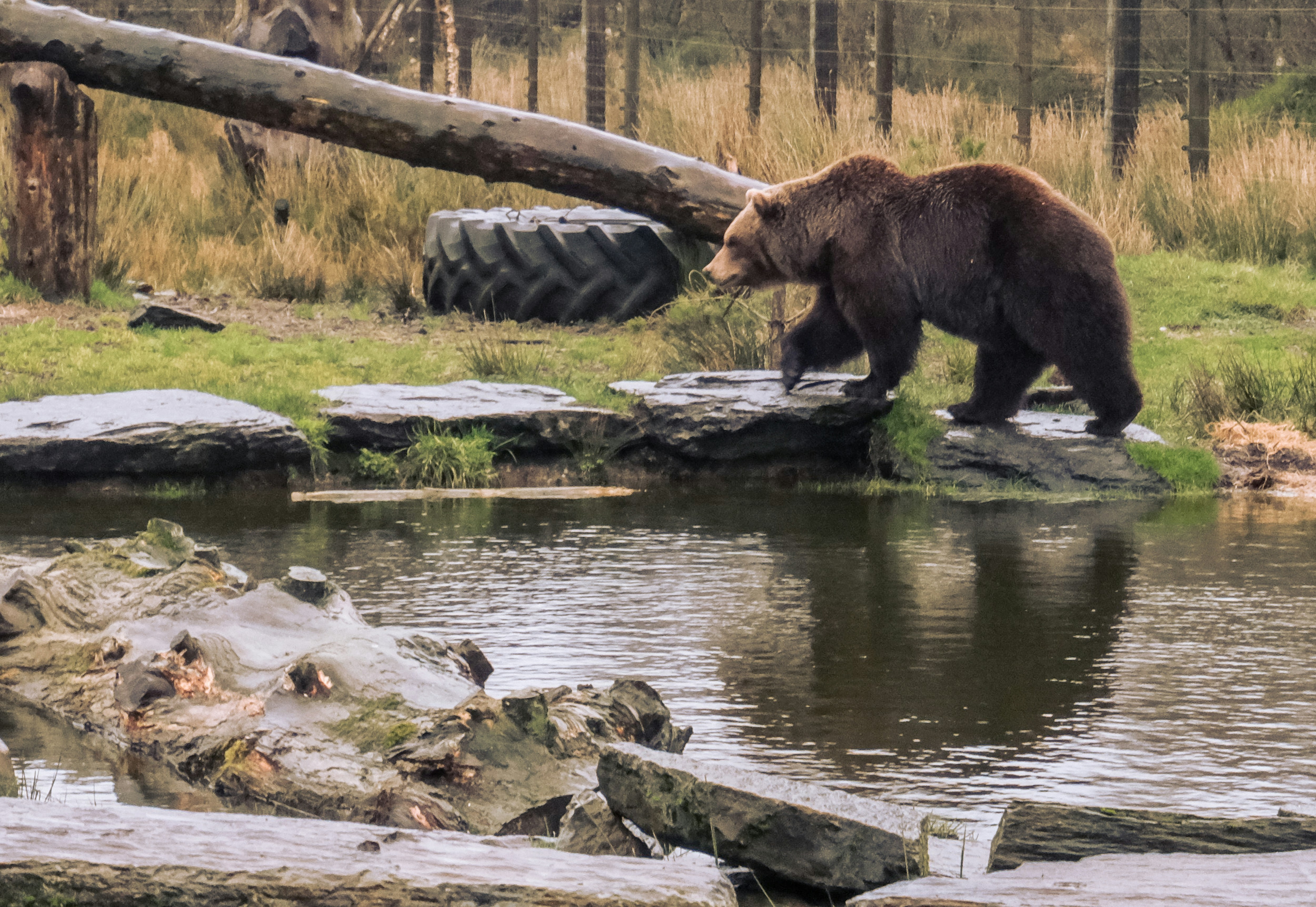 Bear Crossing the Rocky Stream: a brown bear navigates wet stones under a fallen log