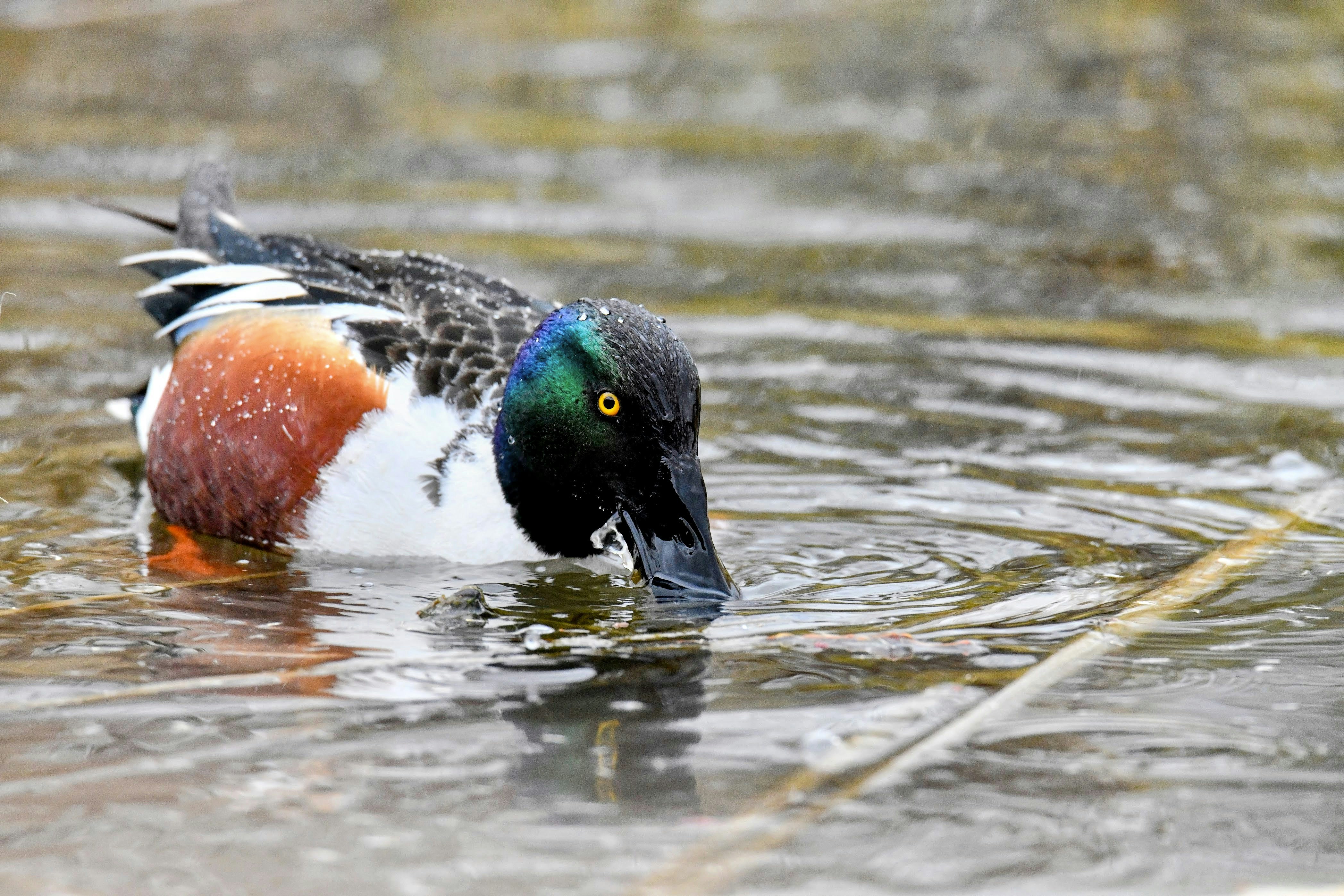 A duck with a colorful head swims in the water photo – Free Israel ...