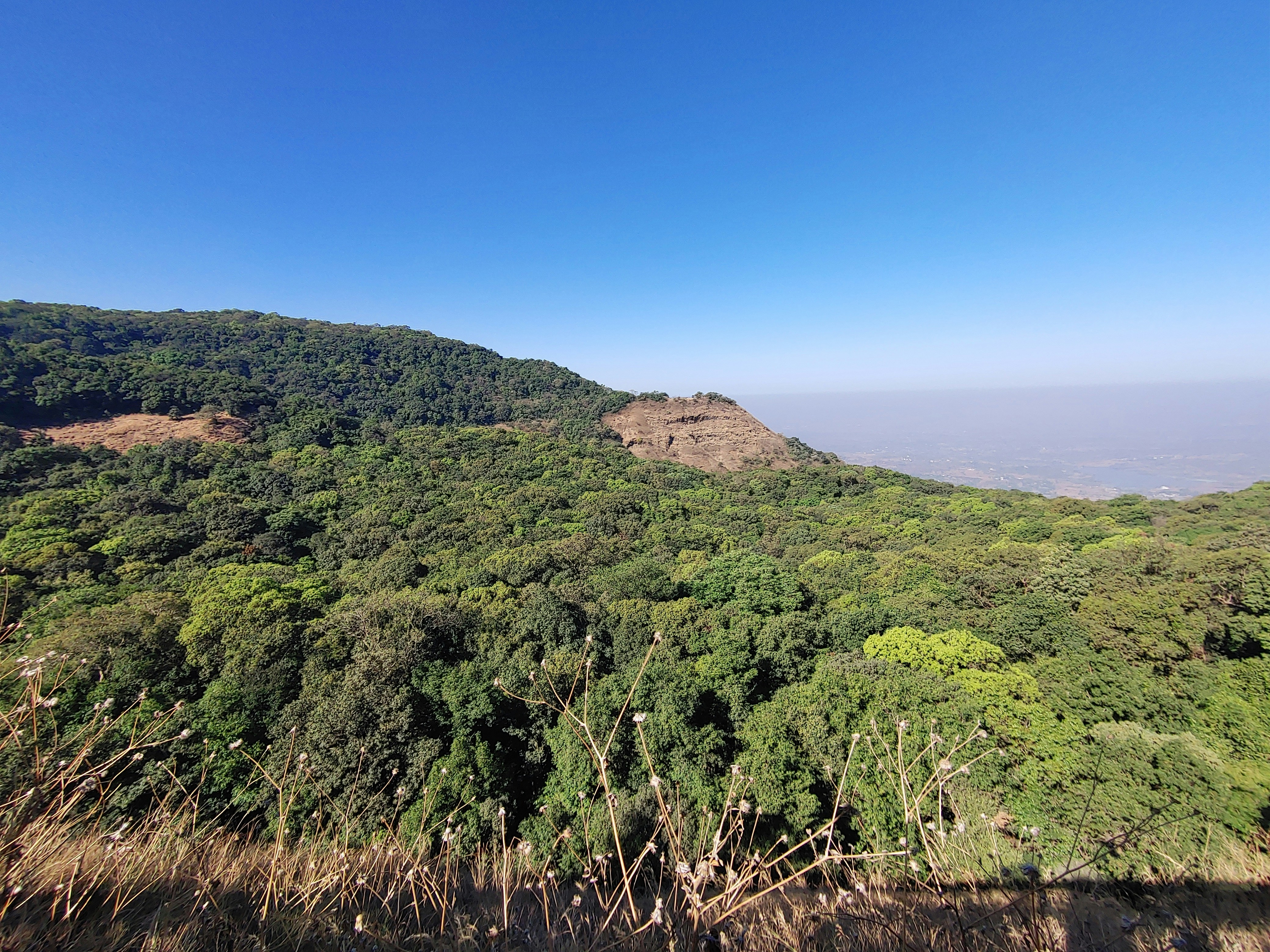 A view of a lush green forest with a mountain in the background photo ...