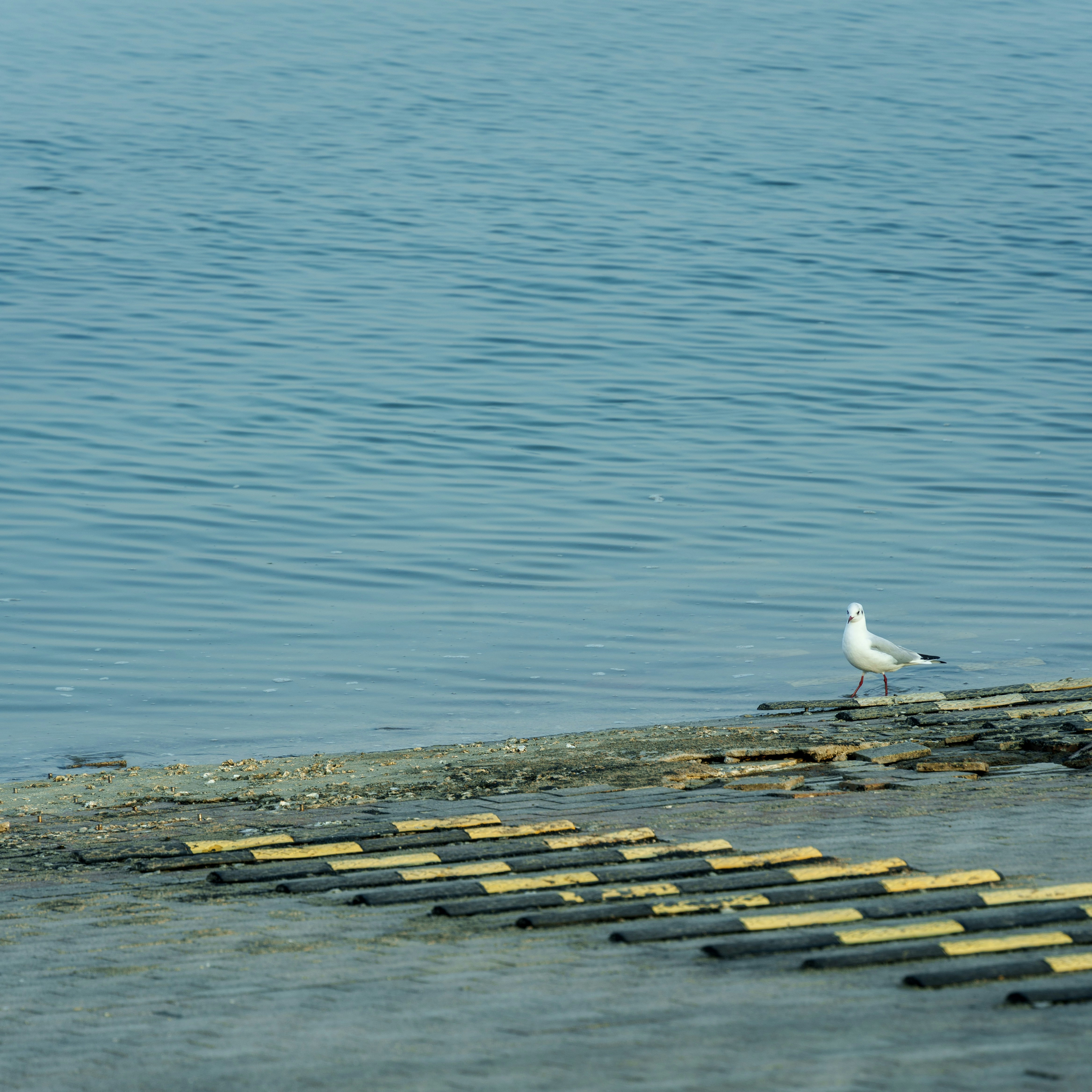 Seagull Sentinel on a Weathered Jetty Framing a Quiet Blue Sea