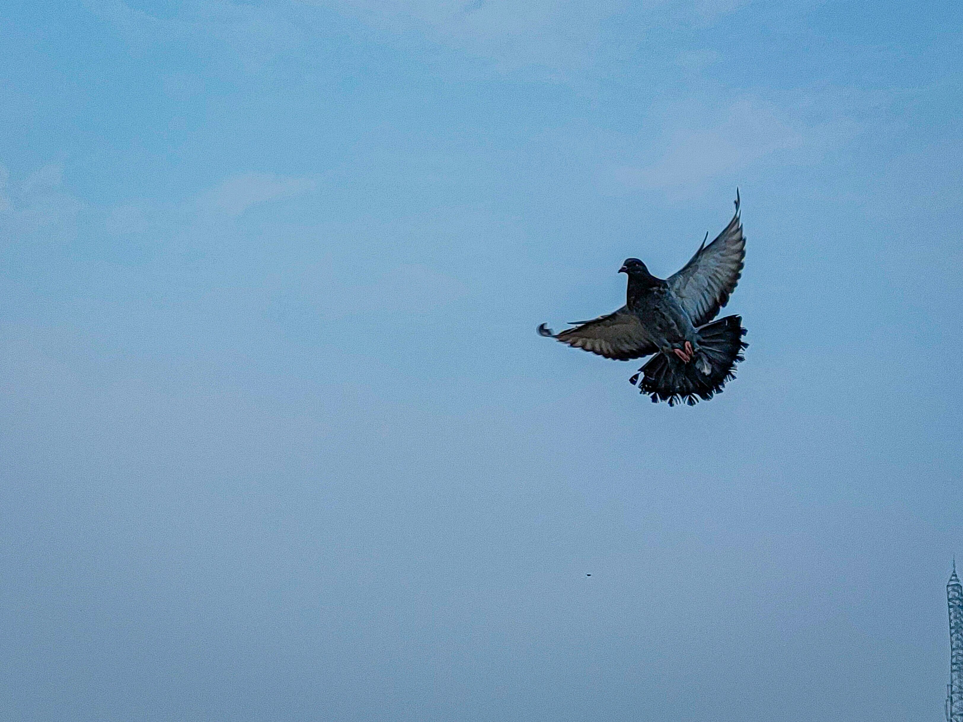 Pigeon in mid-flight across a pale blue sky, with a distant city spire visible on the right.