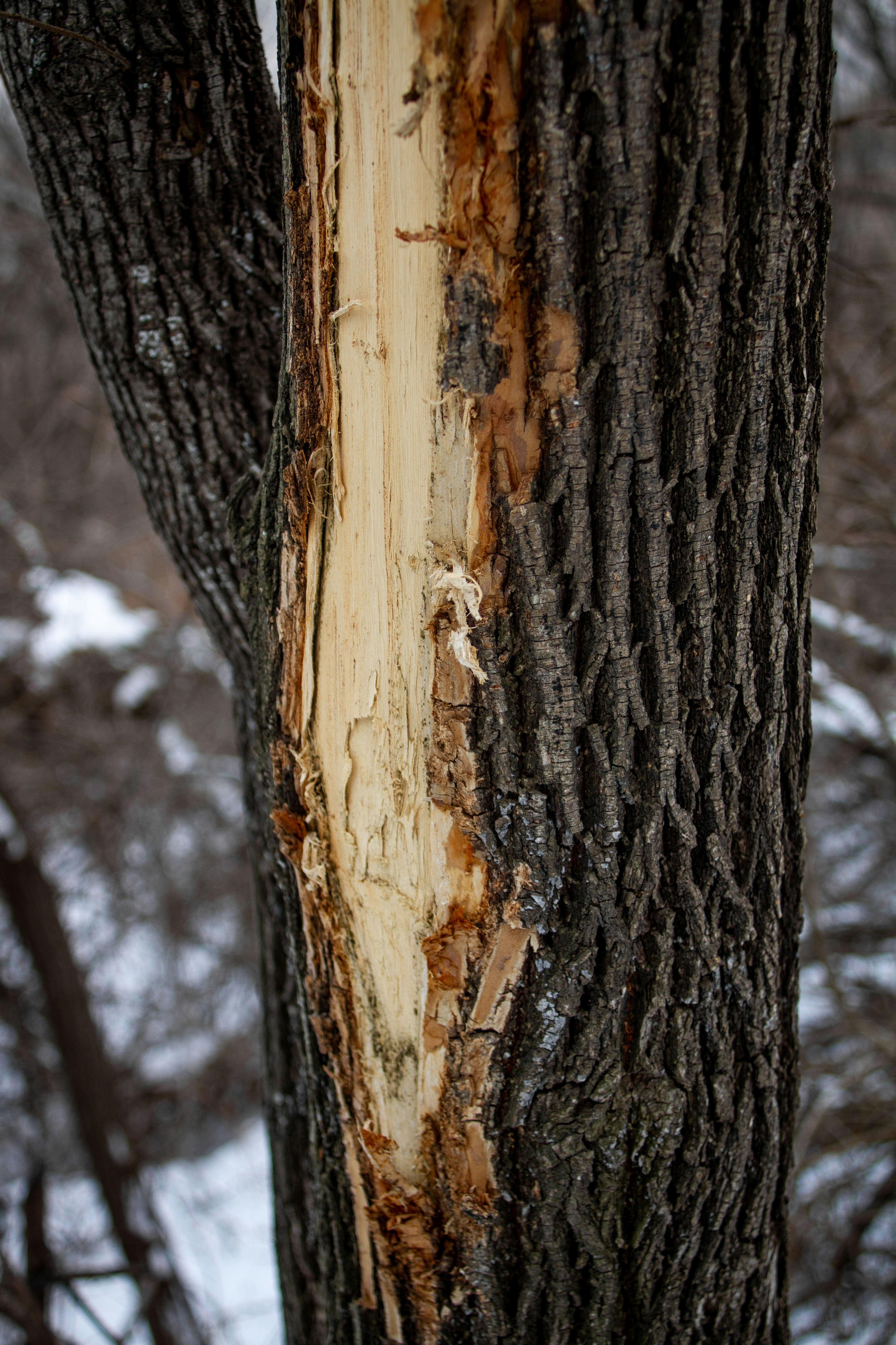 Stripped Birch Core: A Split Tree Trunk Exposing Light Within Dark Bark