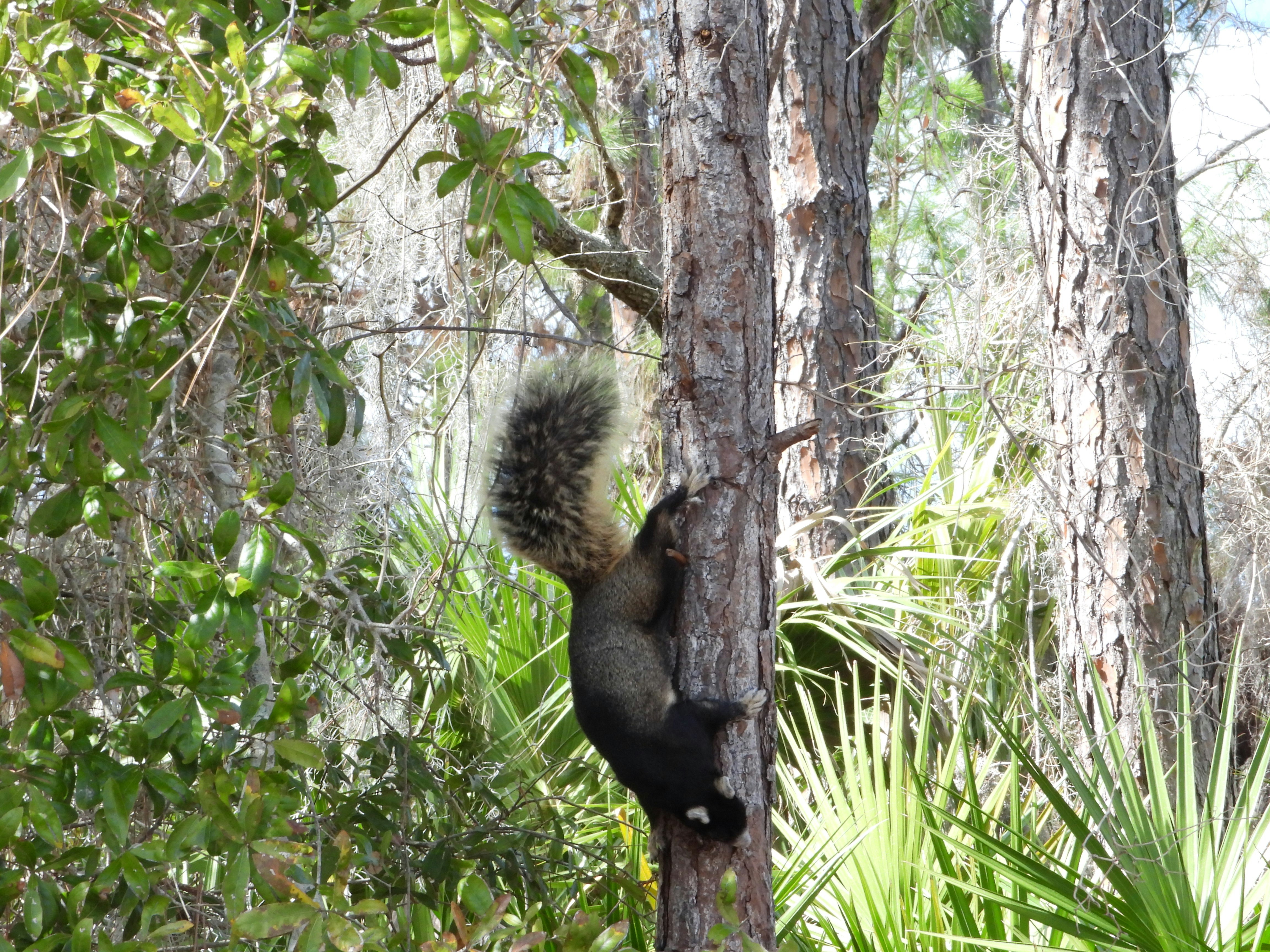 A squirrel climbing up a tree in a forest photo – Free Tarpon springs ...