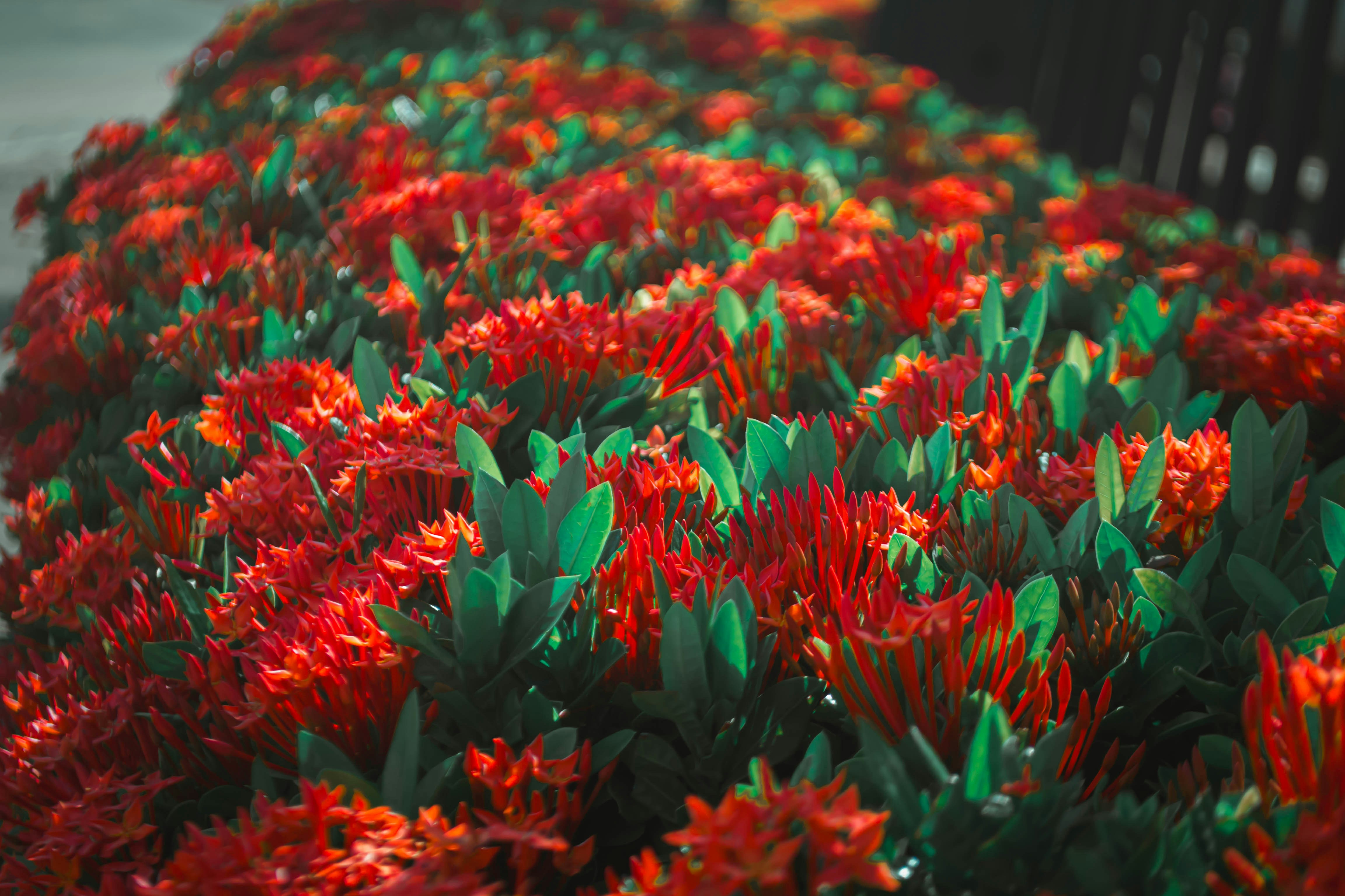 Crimson Lanterns Amid a Green Hedge
