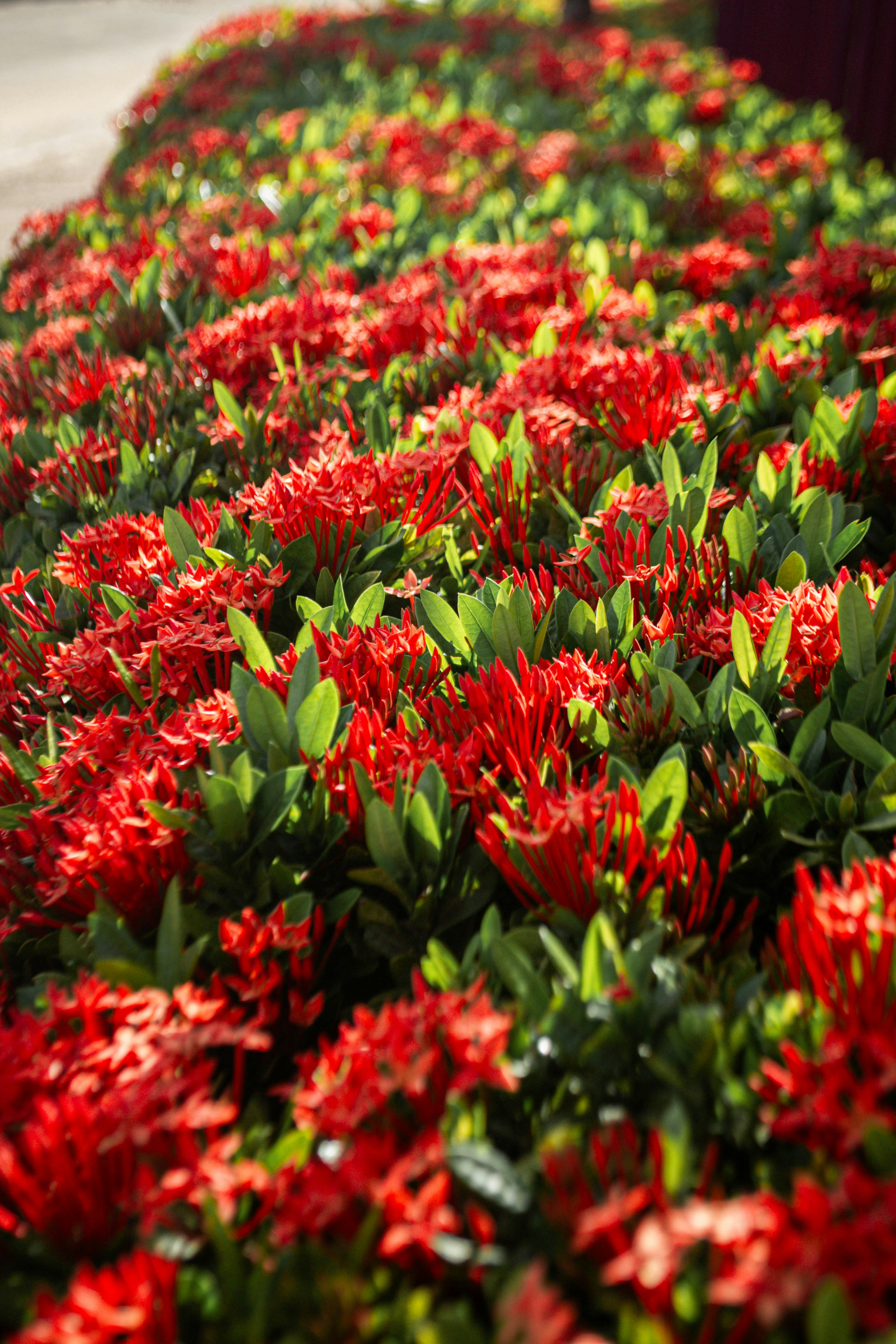 Un bouquet de fleurs rouges qui sont les unes à côté des autres photo ...