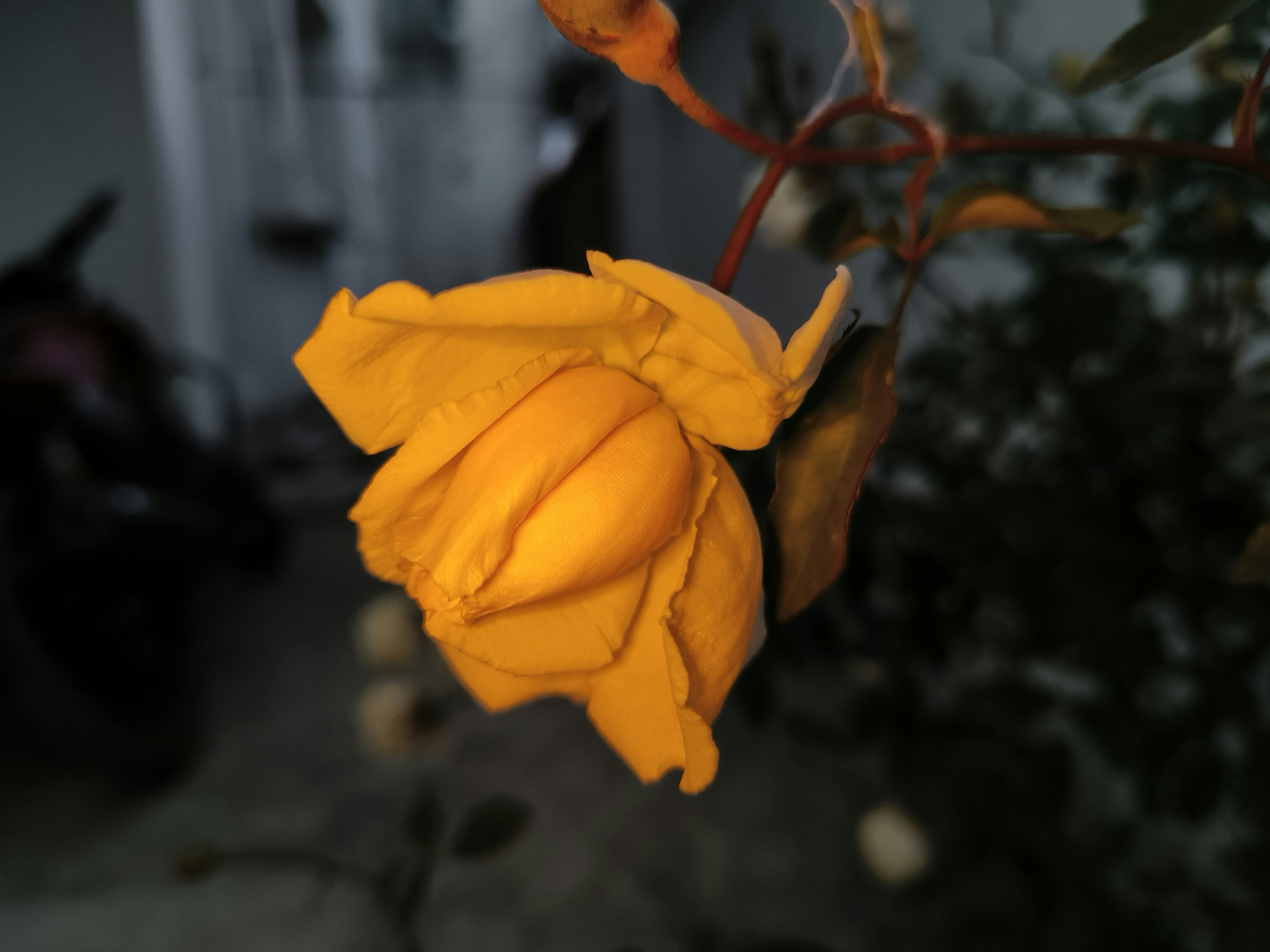 Golden Rose Against a Velvet Shadow