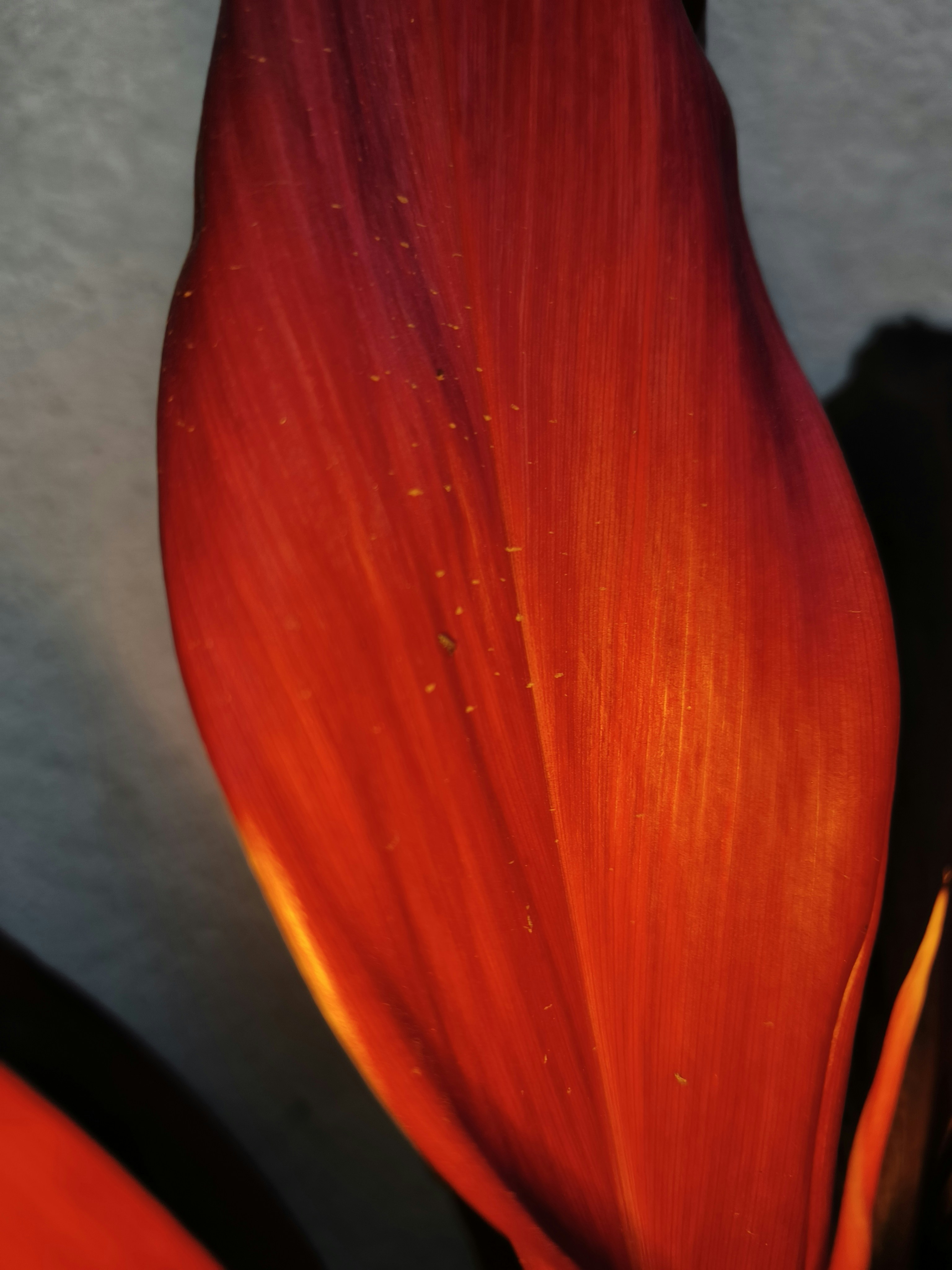 Ahmad Raza (@ahmadd_) | Unsplash Photo Community