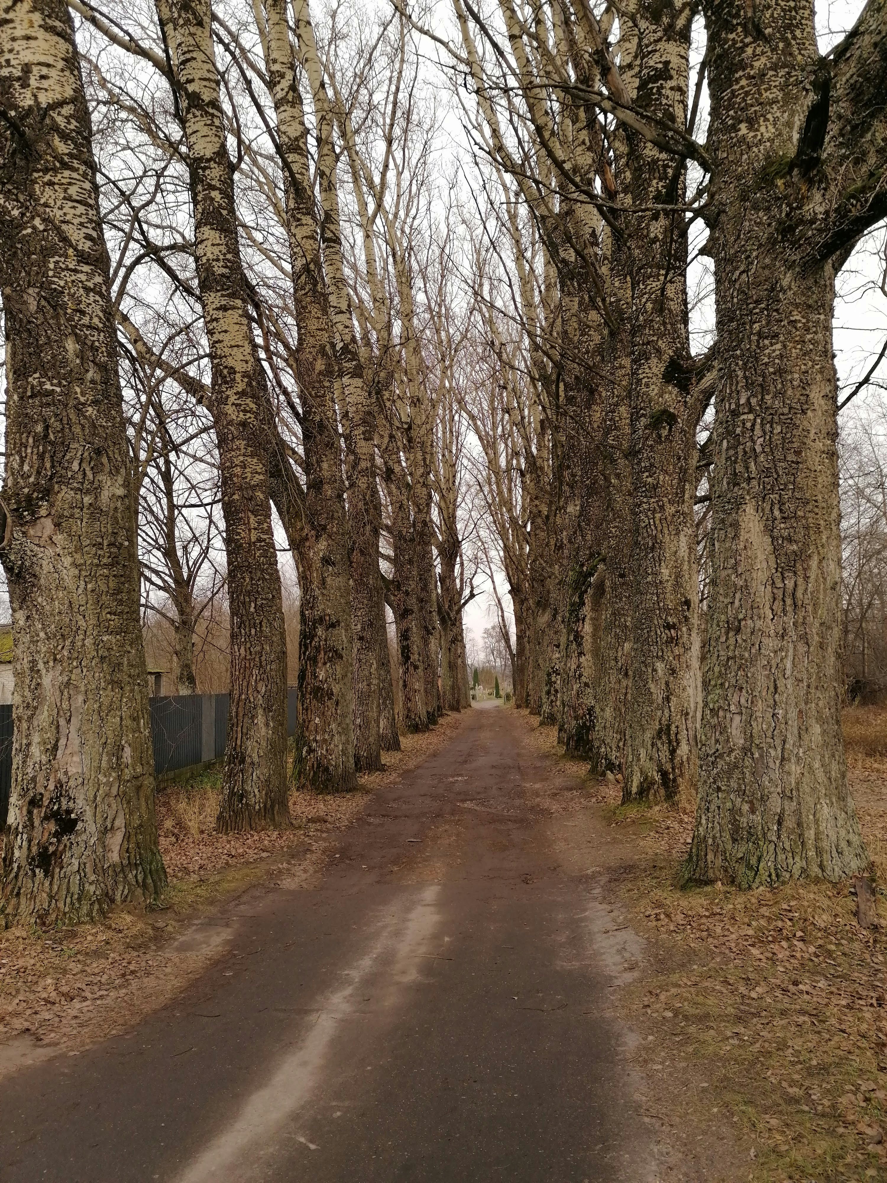 A Canopy of Time: The Pathway Through Ancient Trees