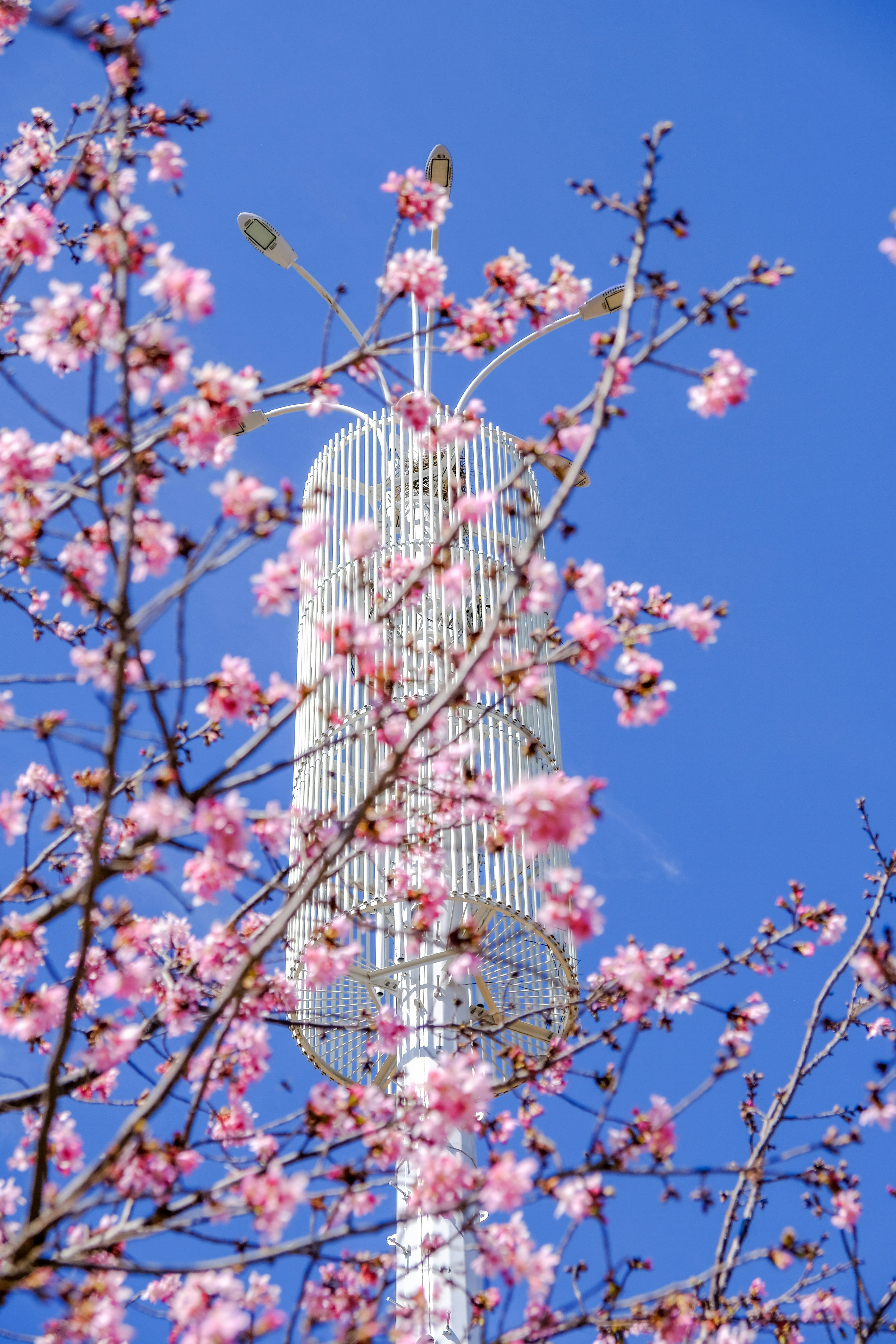Petal Veil on a Steel Sentinel Against a Cerulean Sky