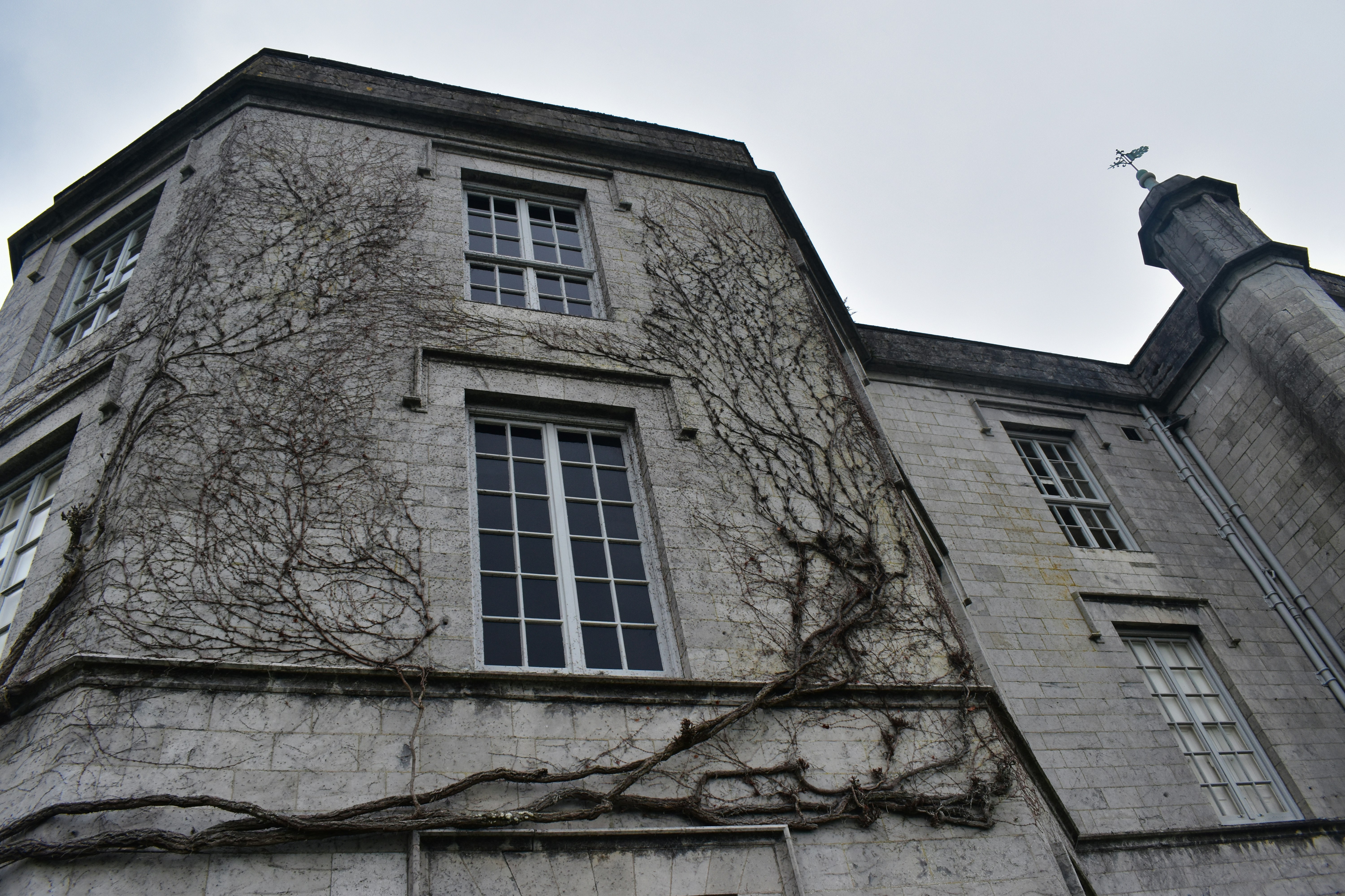 Ivy-Woven Facade: A Low-Angle Gaze at Weathered Stone and Windows
