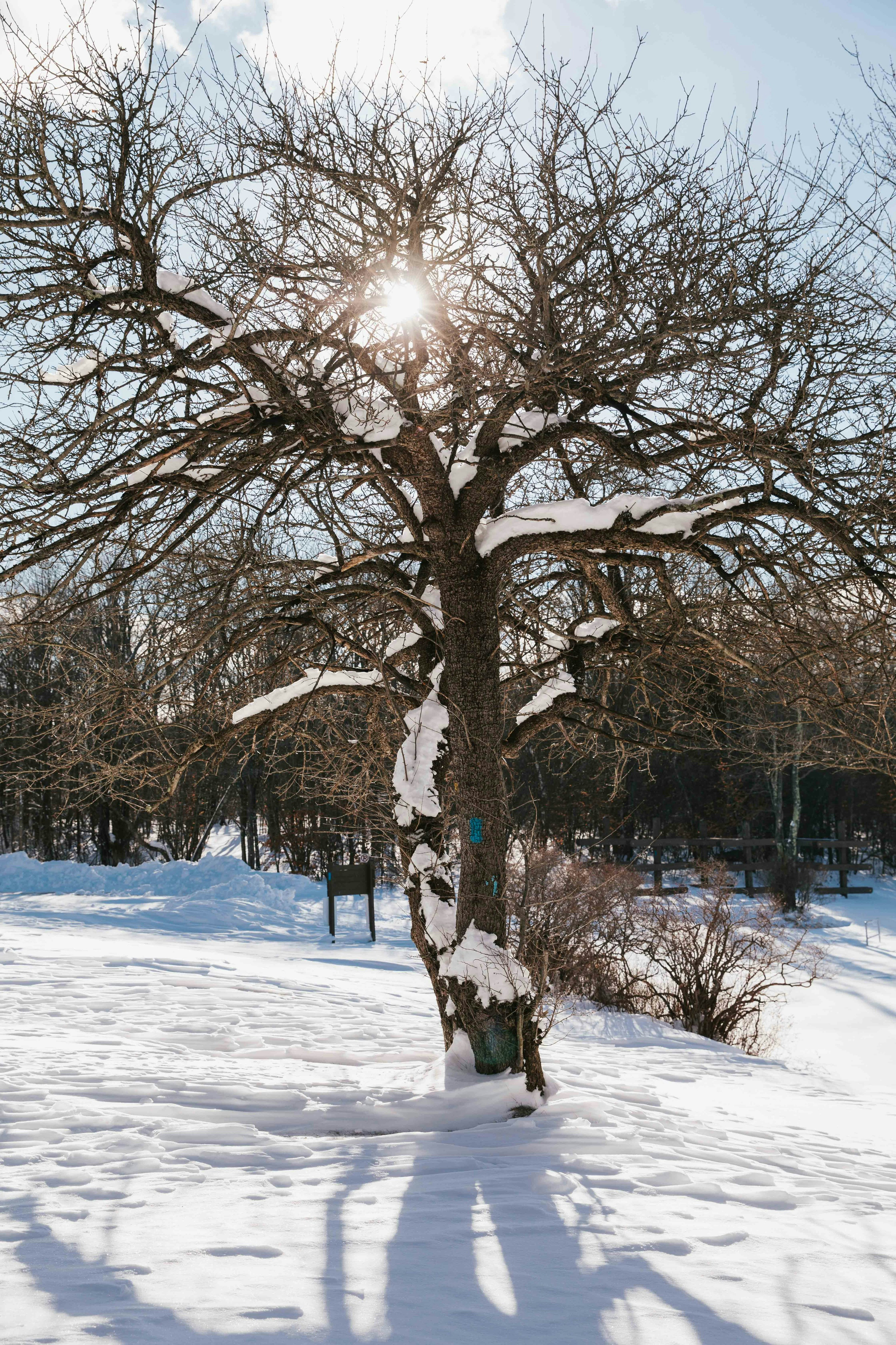 A snow-laden tree stands resilient against a winter sky, with sunlight filtering through its branches. The scene captures the tranquil beauty of a snowy landscape.