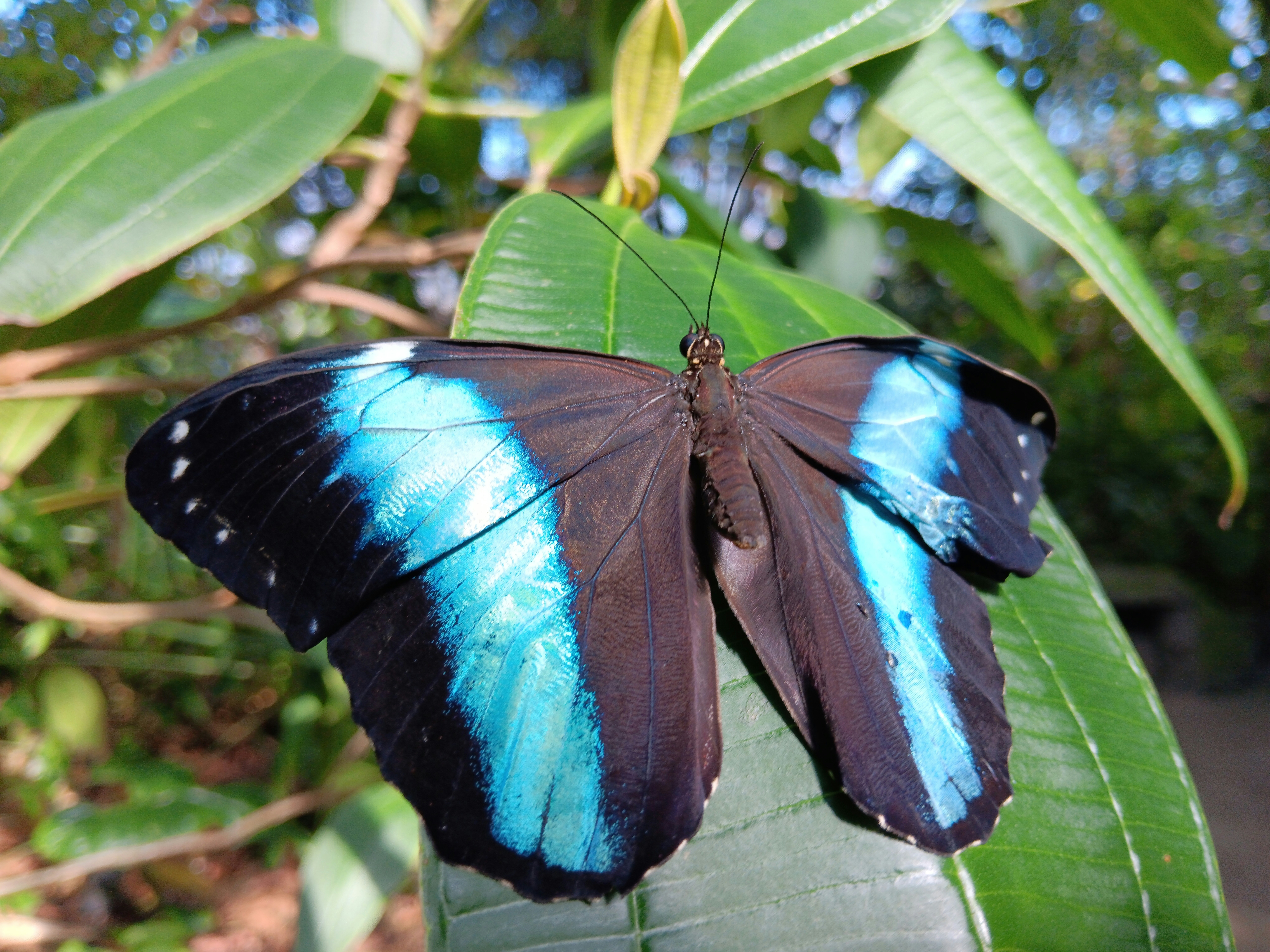 Blue-morph butterfly with electric azure bands rests on glossy green leaves, wings fully spread. Natural daylight highlights the rich color and wing texture in a tropical garden setting.