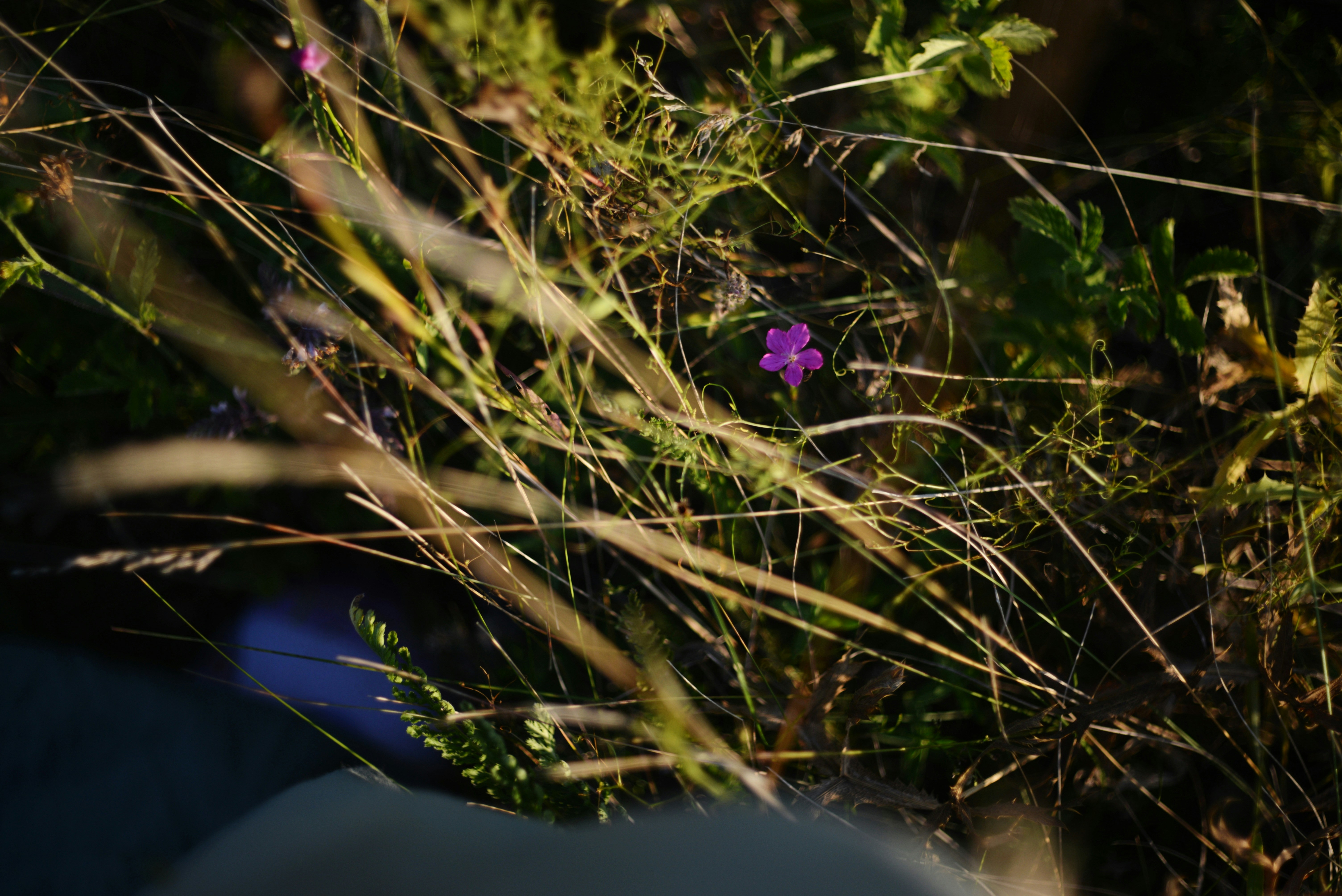 A Tiny Purple Bloom Holds Ground in a Tangle of Grass