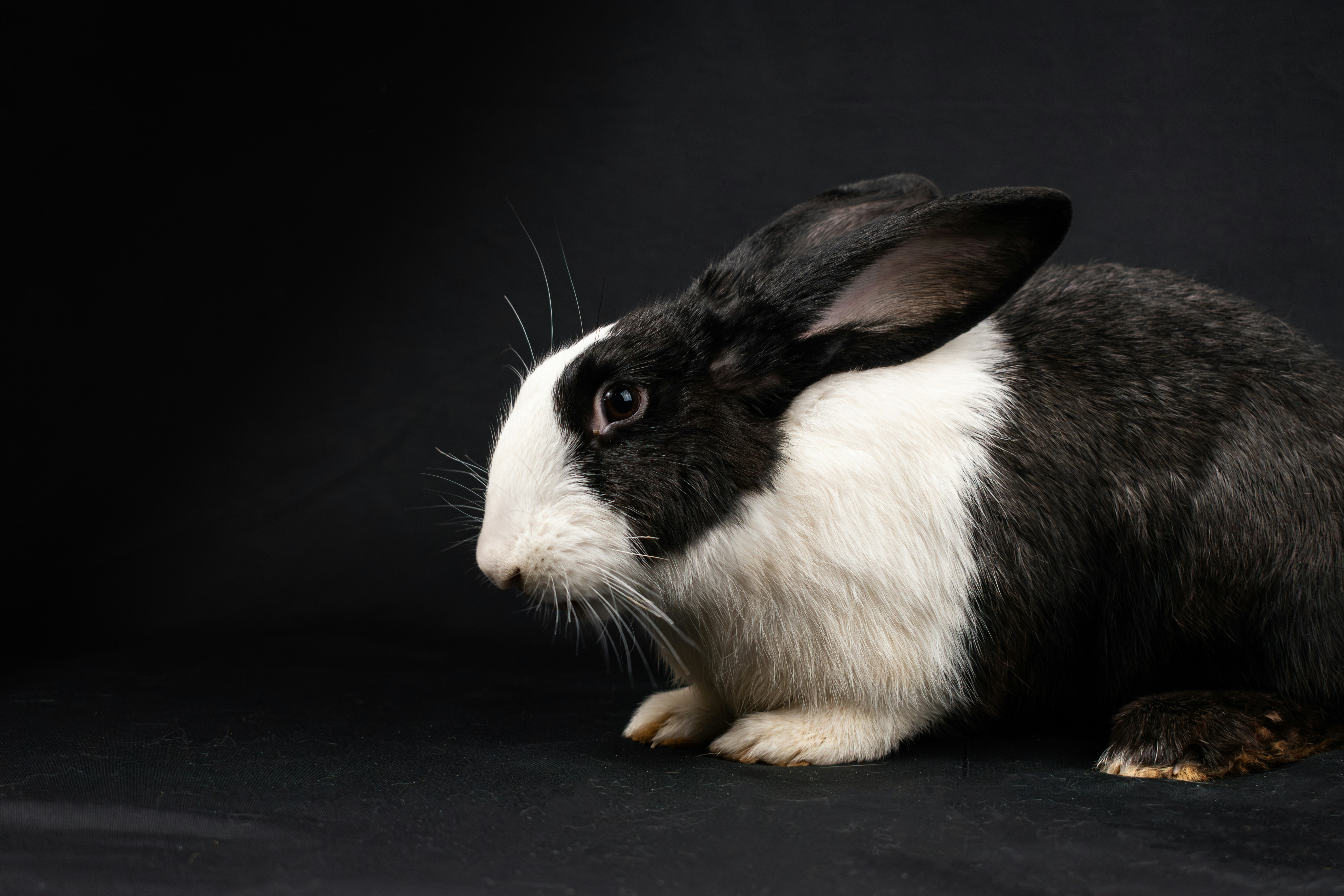 A black and white rabbit sitting on a black background photo – Free ...