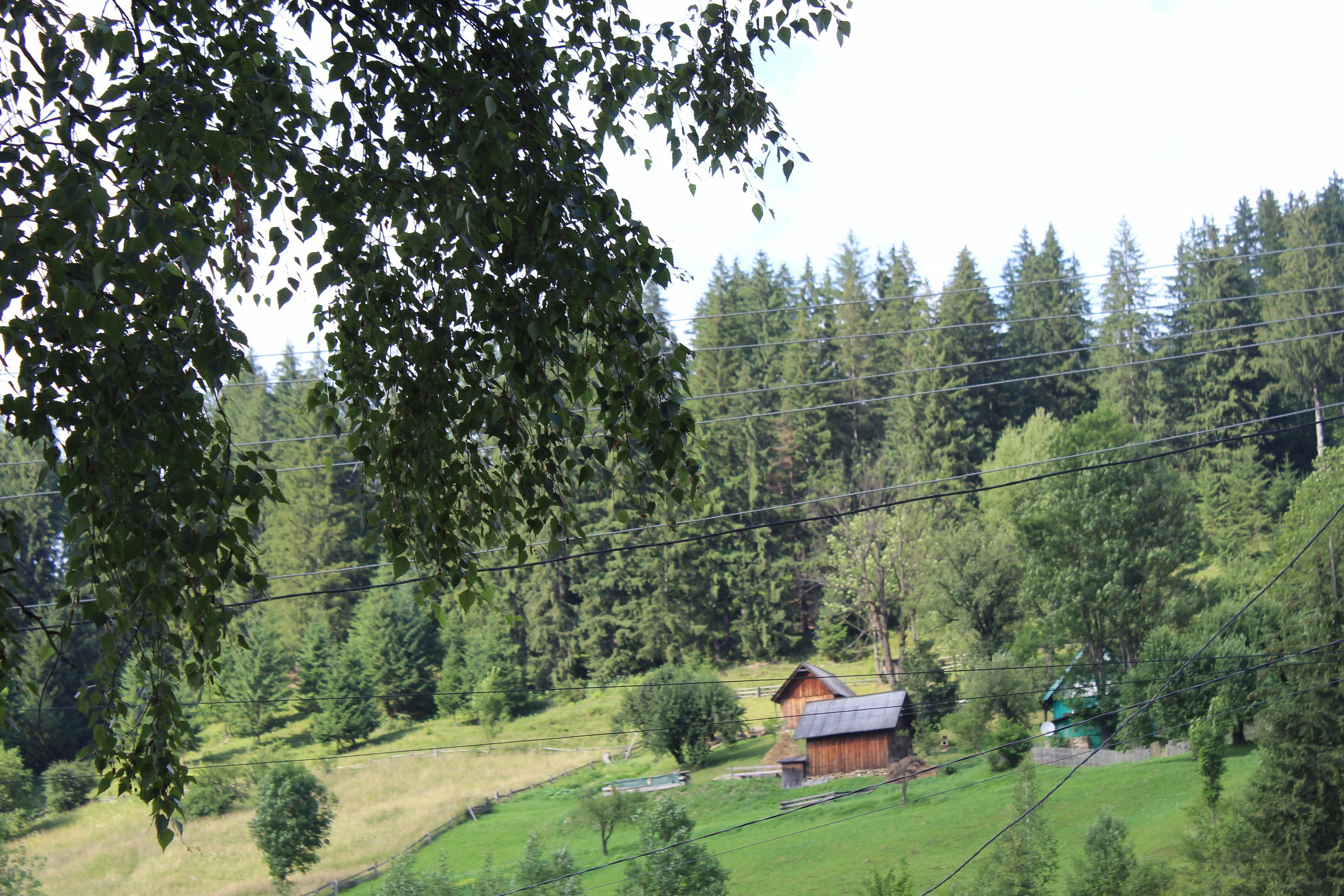 Charming wooden cabin nestled in a lush green landscape surrounded by towering trees and gentle hills.