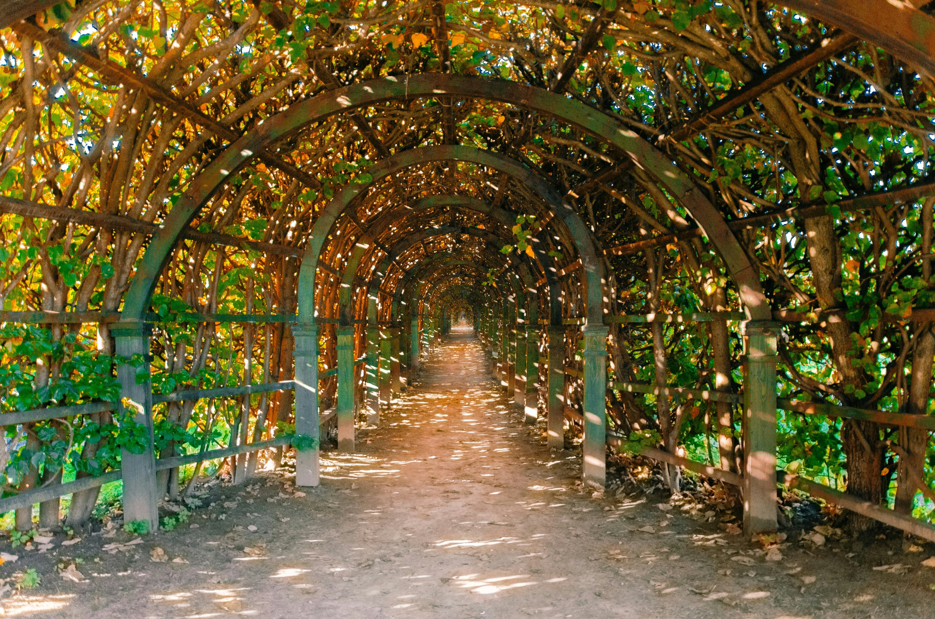 A pathway lined with trees and vines in a park photo – Free Pathway ...