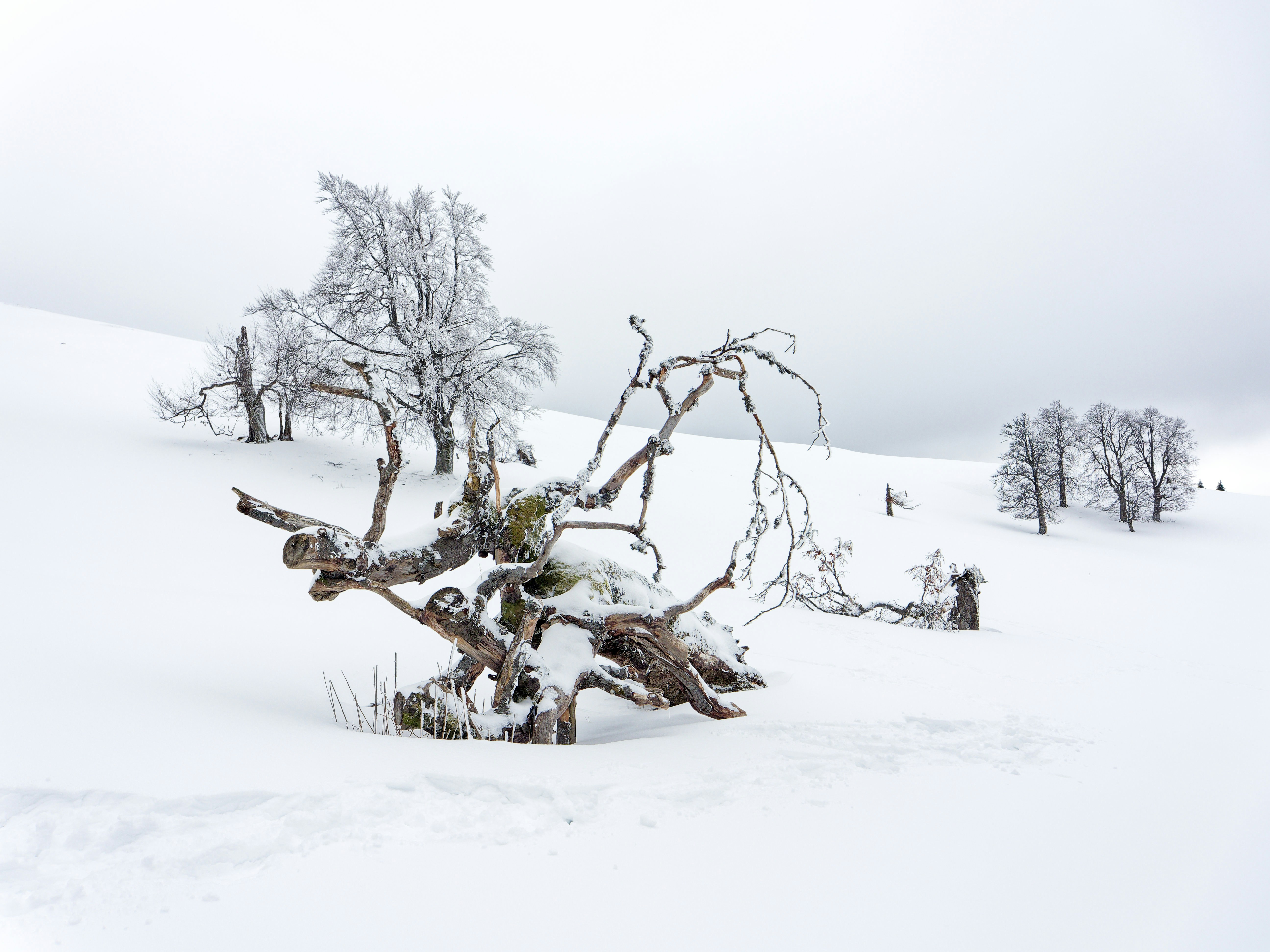 Snowbound Fallen Tree Reaching Across a Quiet White Plain