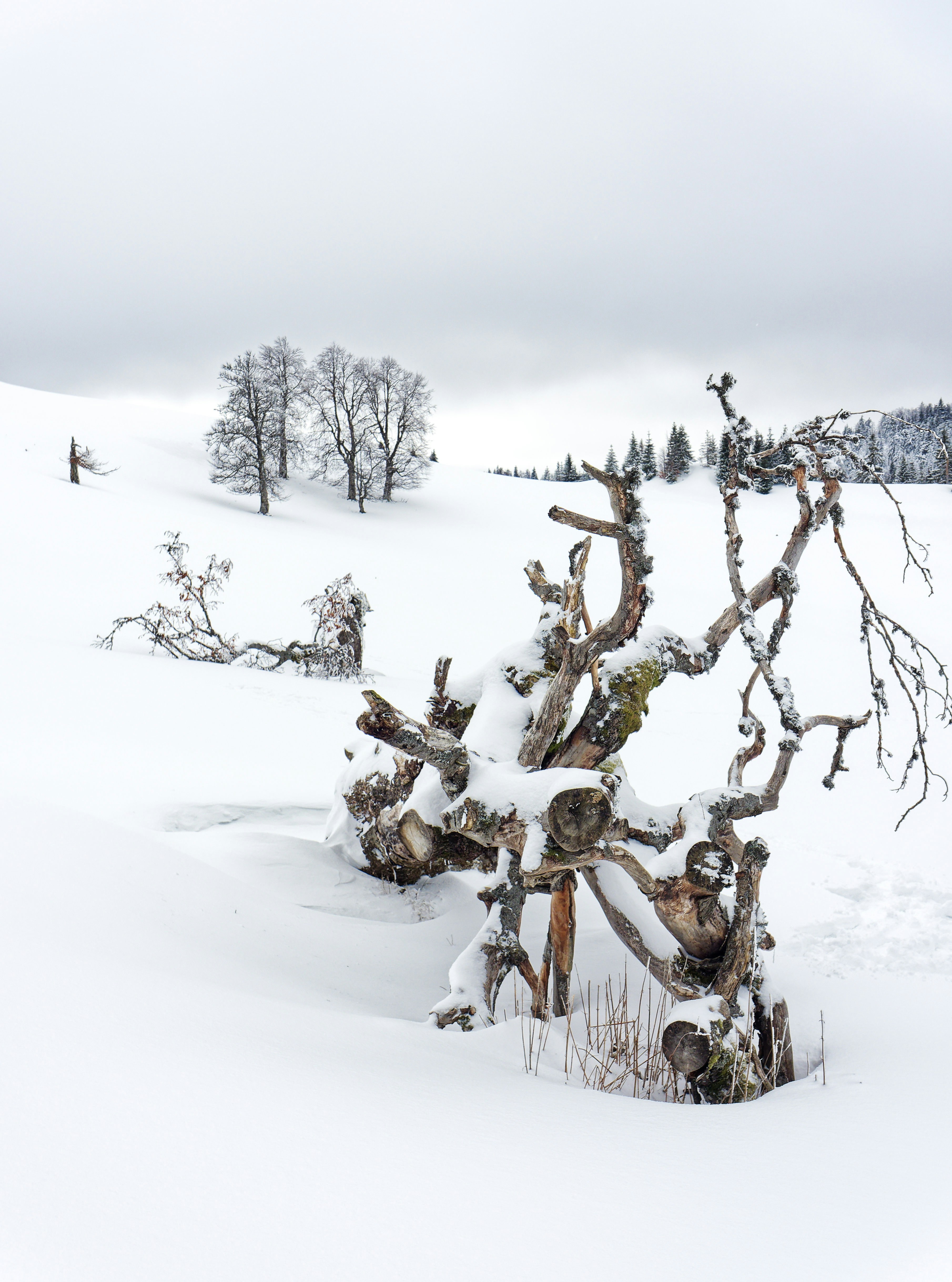 Photo by iuliu illes with Olympus OM-D E-M1 Mark II