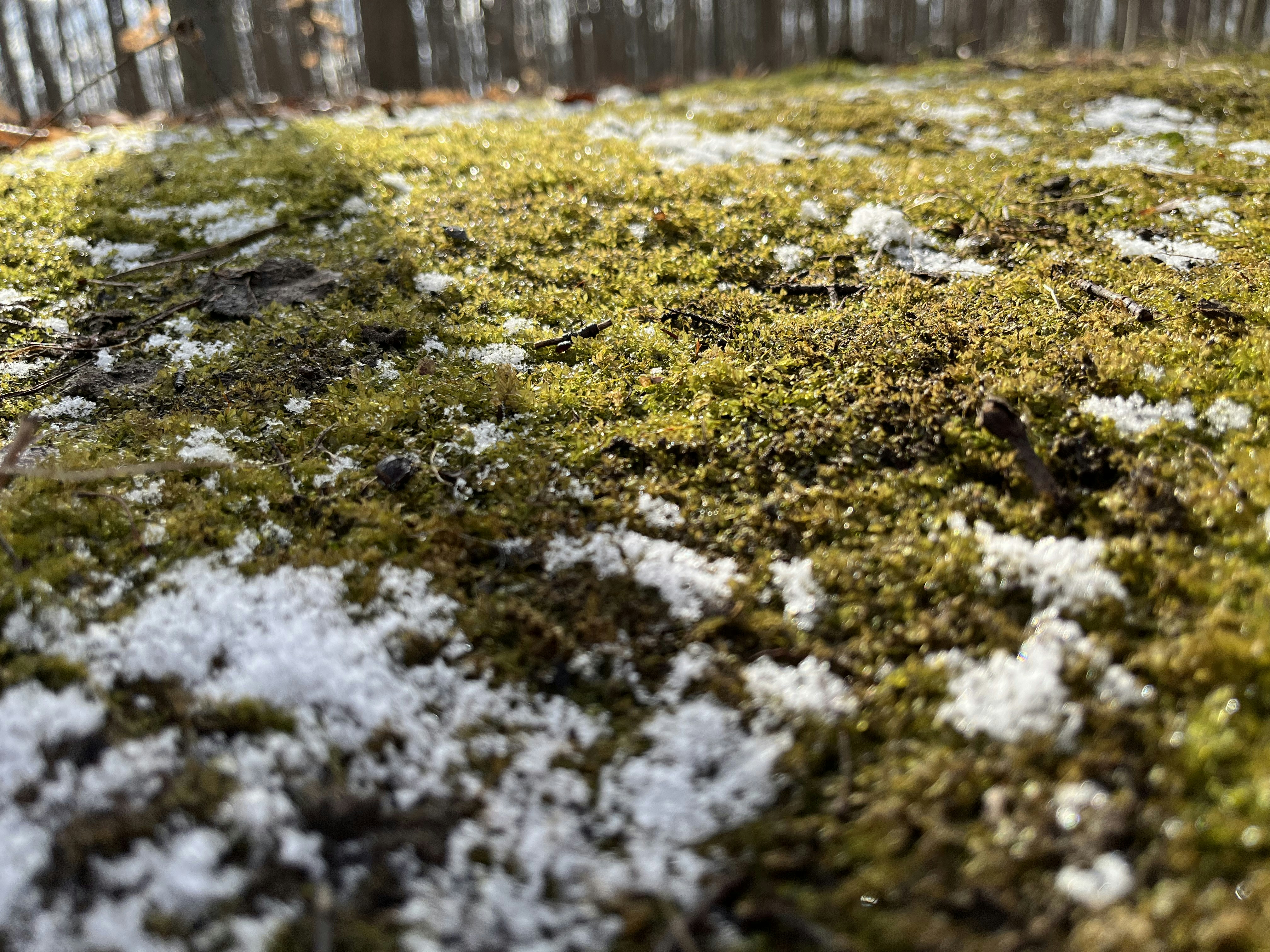 Moss Carpet Between Snow Flecks on a Quiet Winter Forest Floor